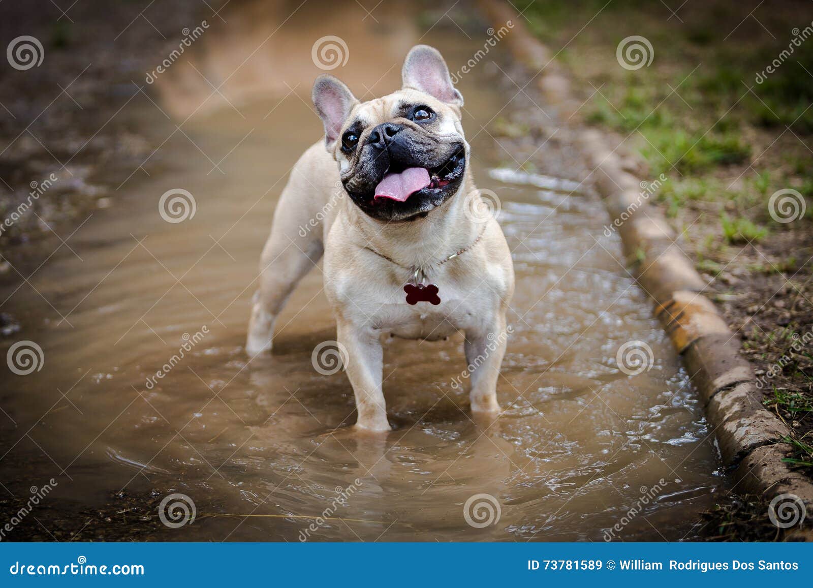Pug in a puddle stock image. Image of mammal, animal - 73781589