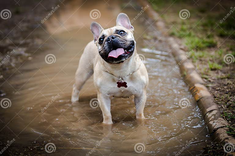 Pug in a puddle stock image. Image of mammal, animal - 73781589