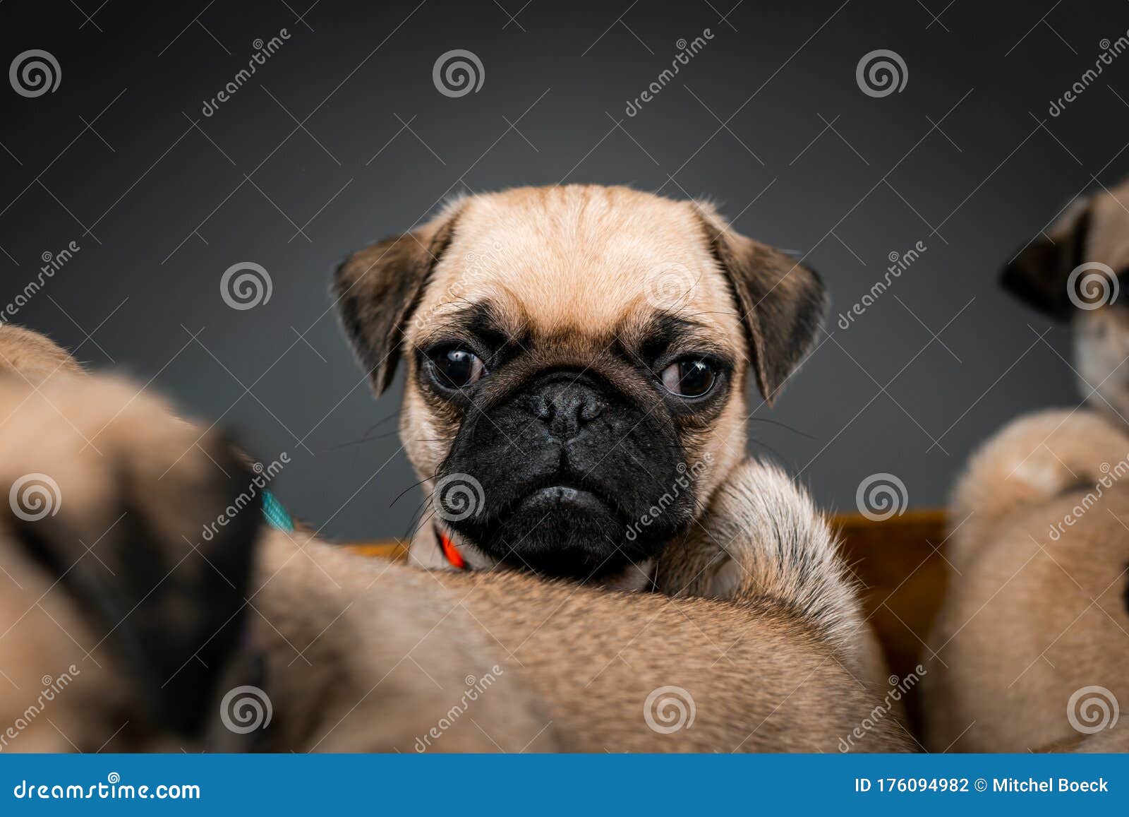 Pug Puppies Sitting in a Box Together Stock Photo - Image of companion ...