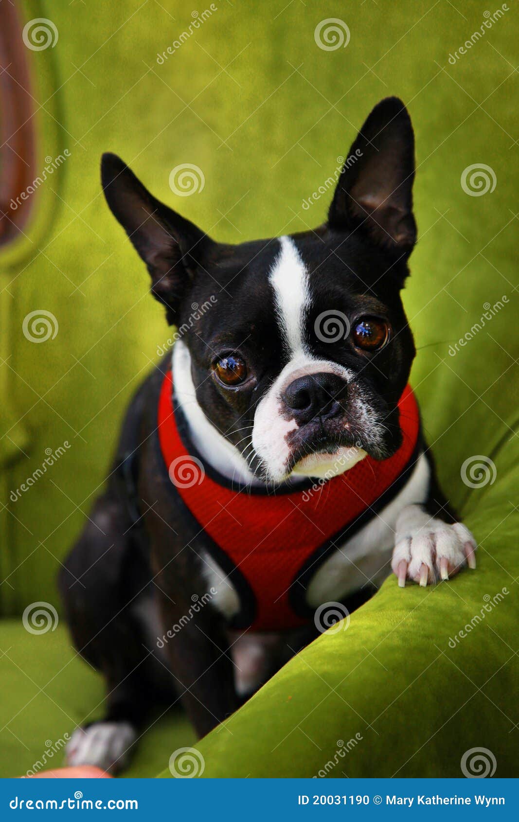 Pug puppy stock photo. Image of pretty, furniture, puppy - 20031190