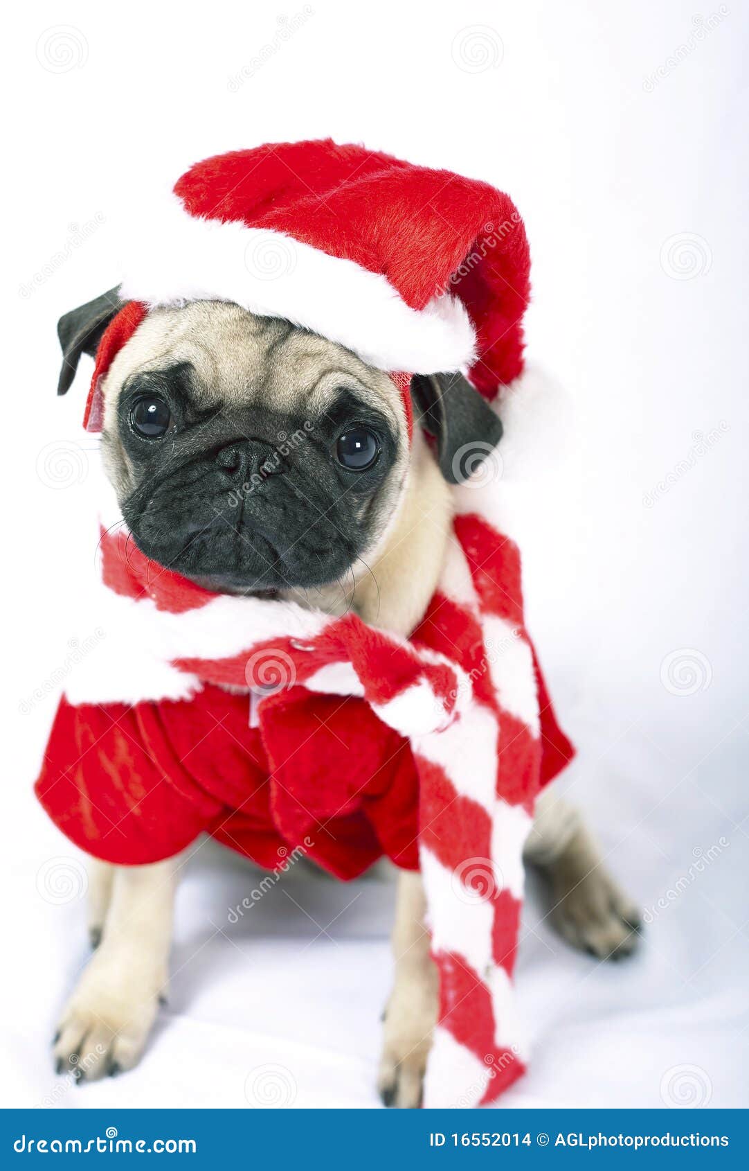 Pug puppy as Santa Claus stock photo. Image of funny - 16552014