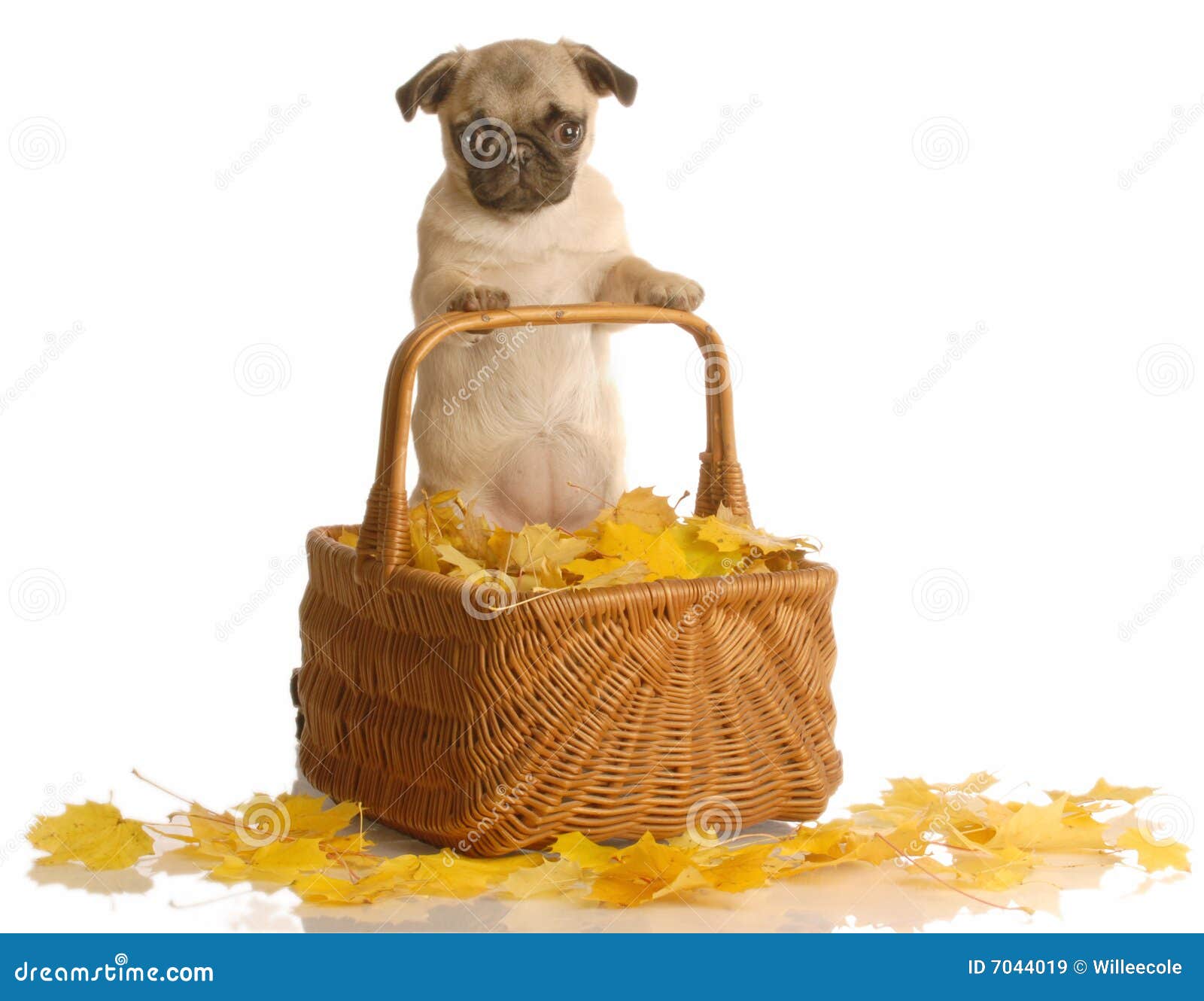 Pug Puppy in Basket with Leaves Stock Image - Image of breed, happy ...