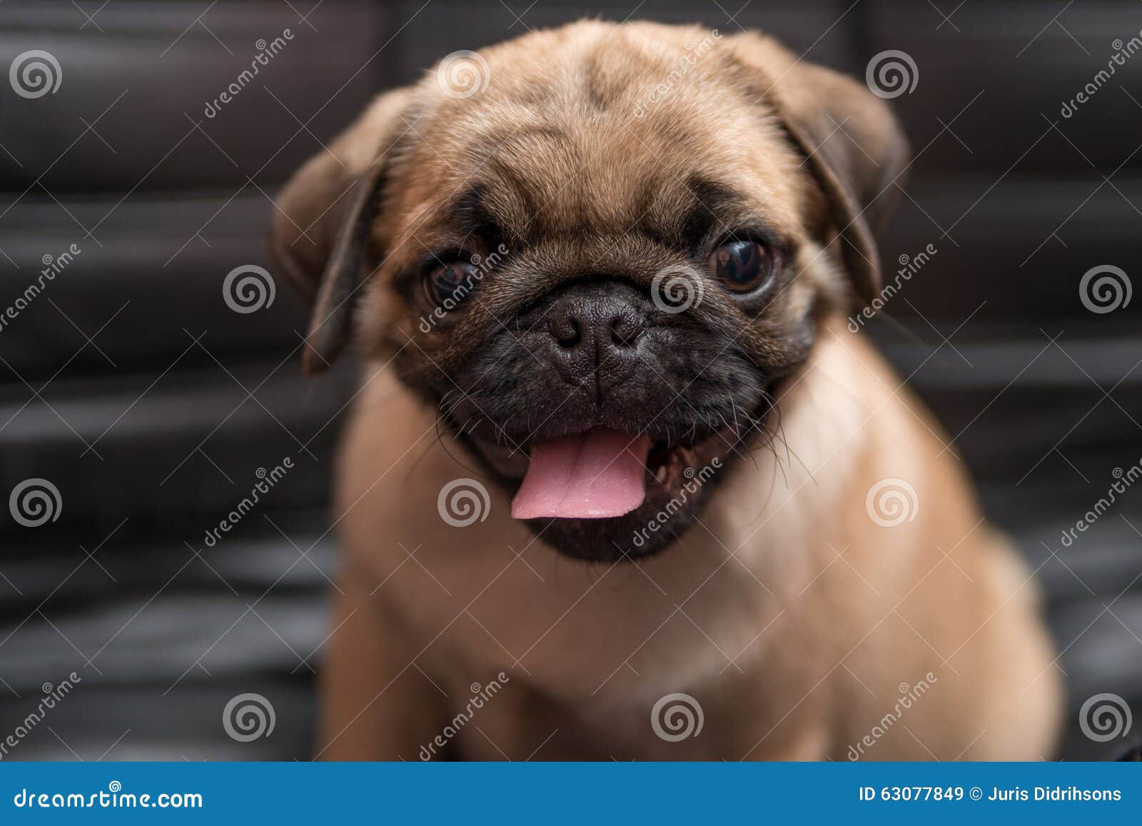 The pug puppy closeup stock image. Image of brown, young - 63077849