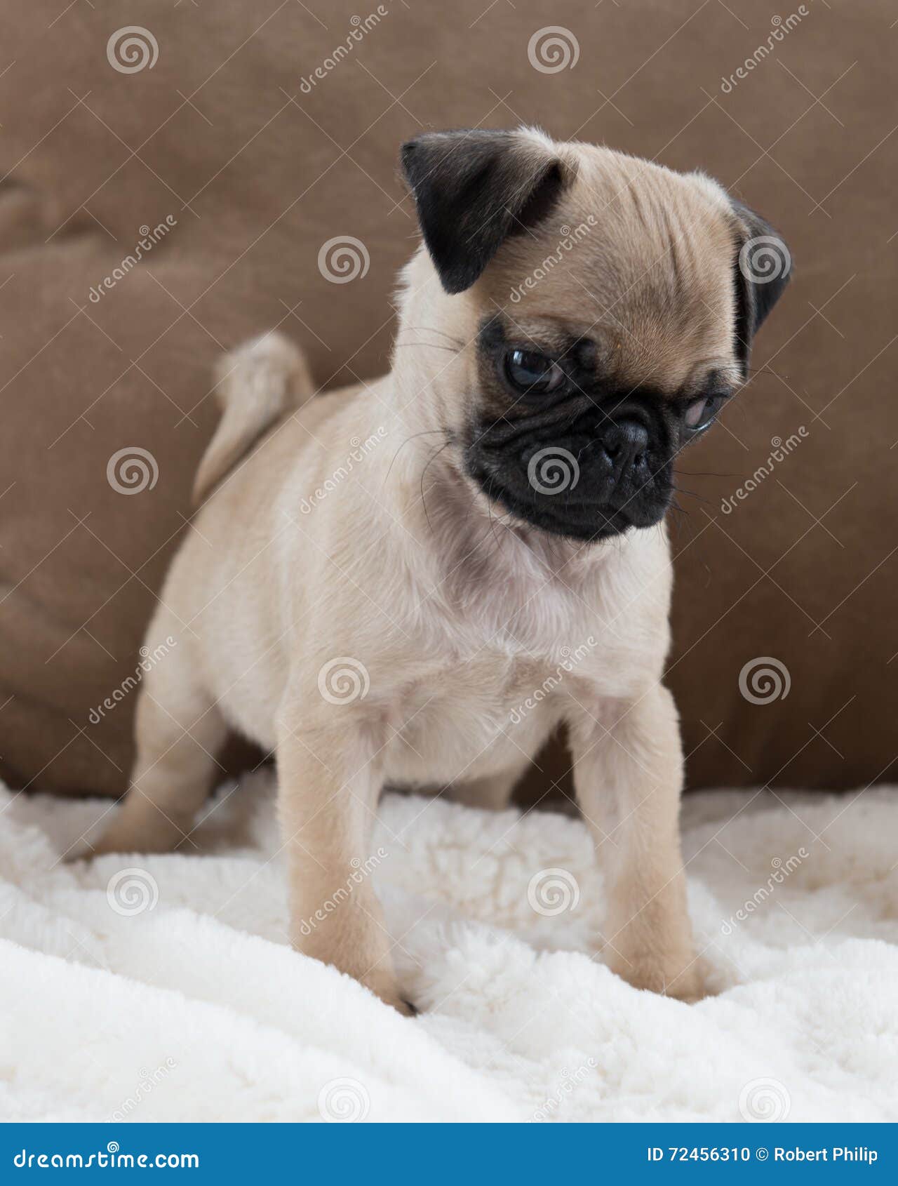 Pug Puppy stock photo. Image of blonde, baby, blond, week - 72456310