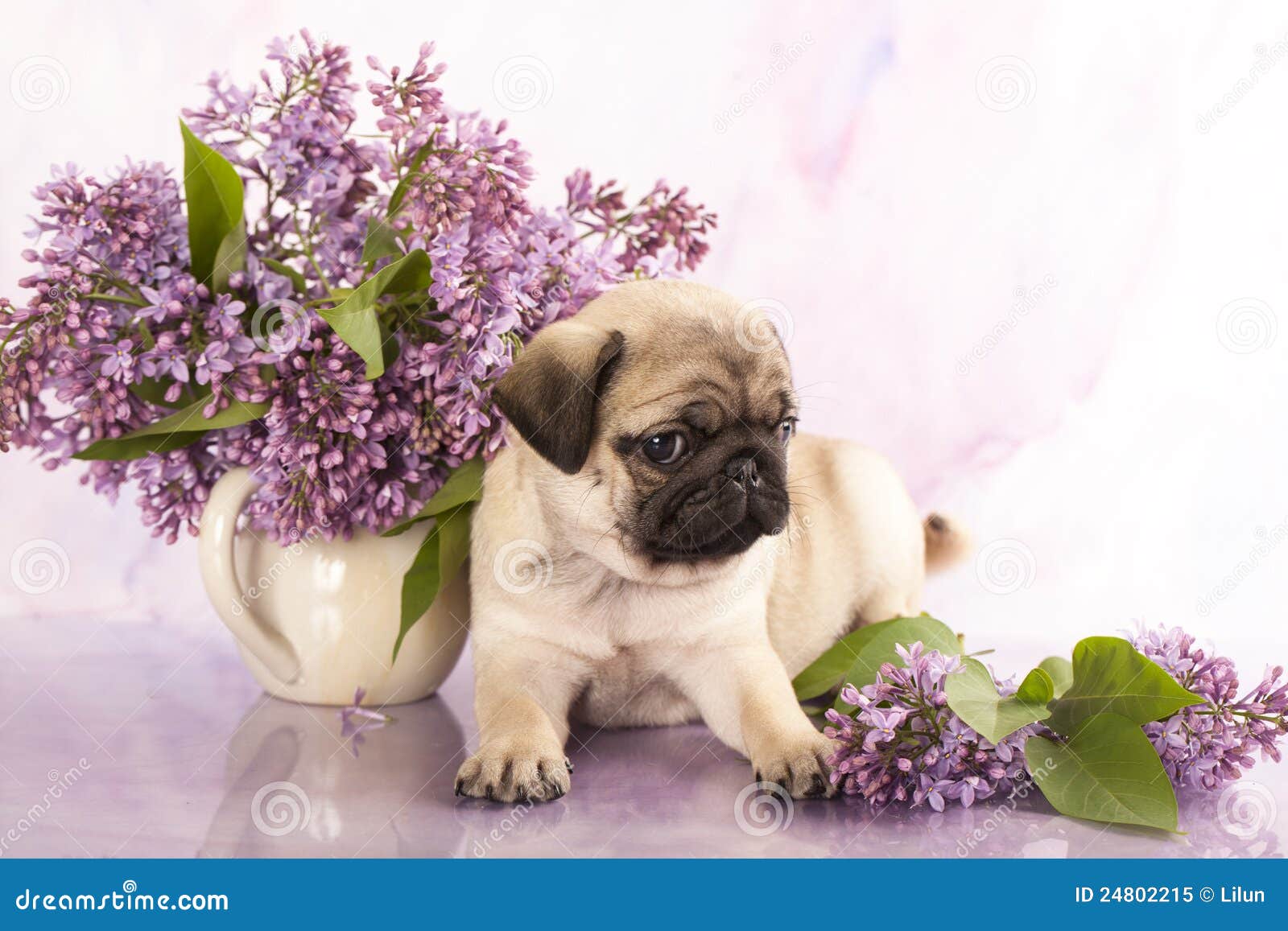Pug puppy and flowers stock image. Image of lilacs, purebred - 24802215