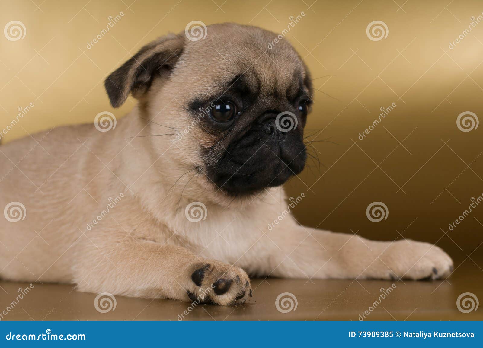Pug Puppy on Golden Background Stock Image - Image of sandy, studio ...