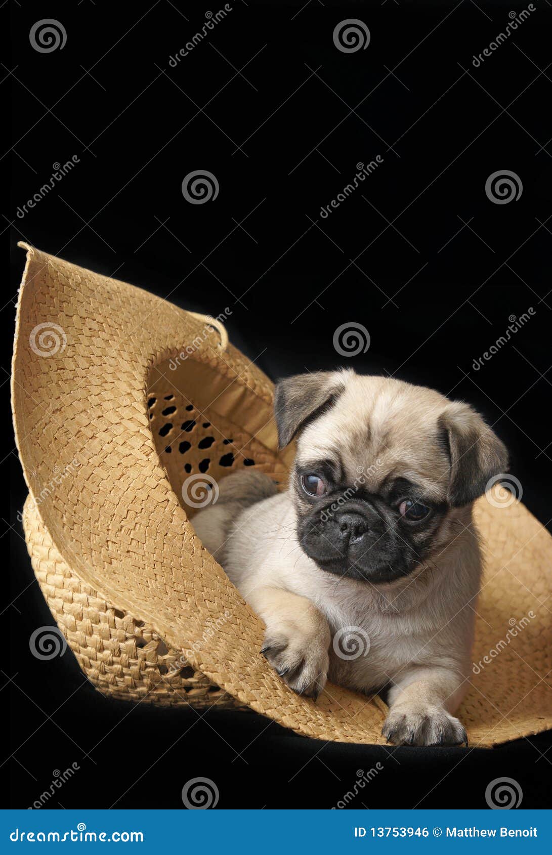 Pug Puppy in a Hat stock photo. Image of close, puppy - 13753946