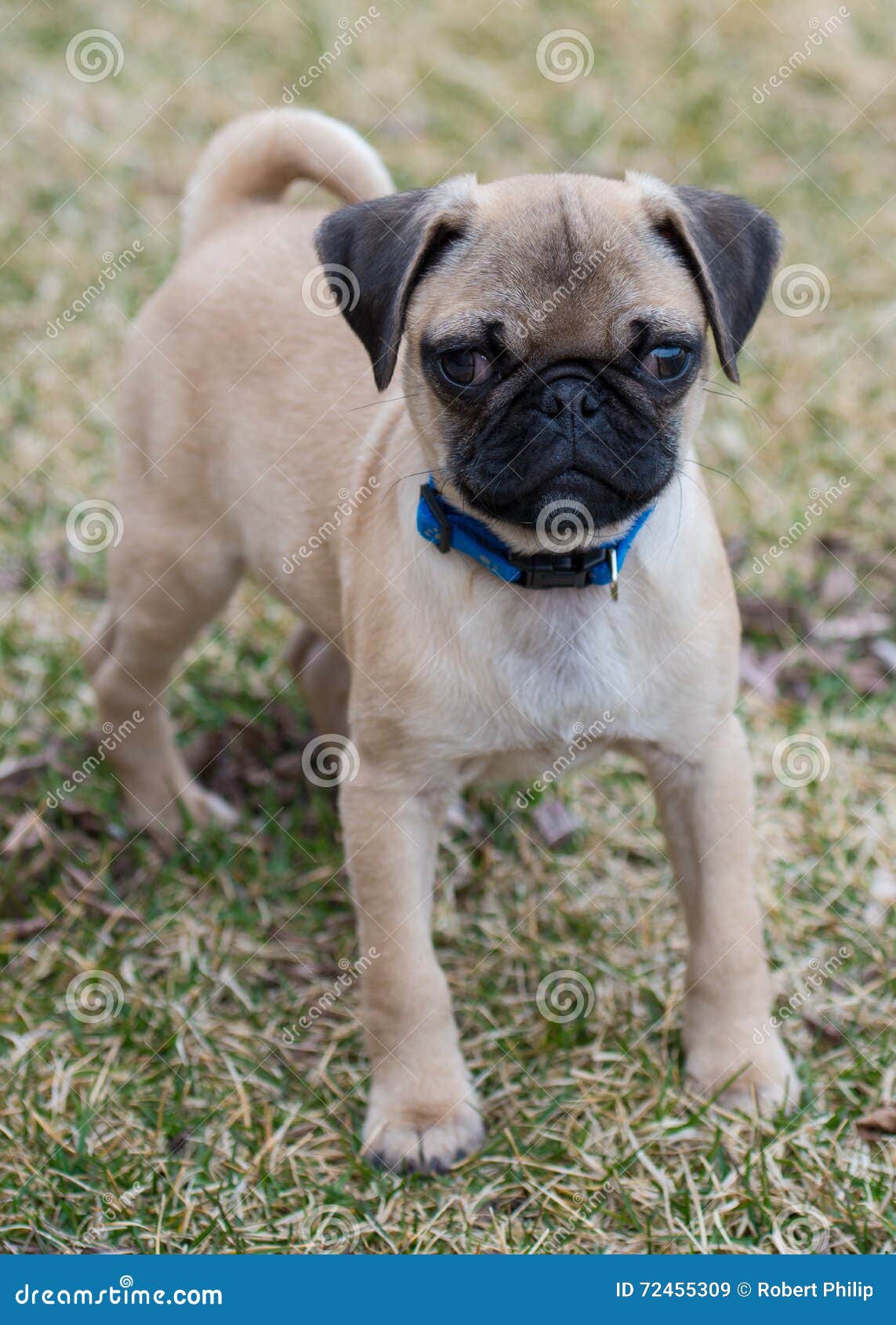Pug puppy stock image. Image of little, fawn, blonde - 72455309