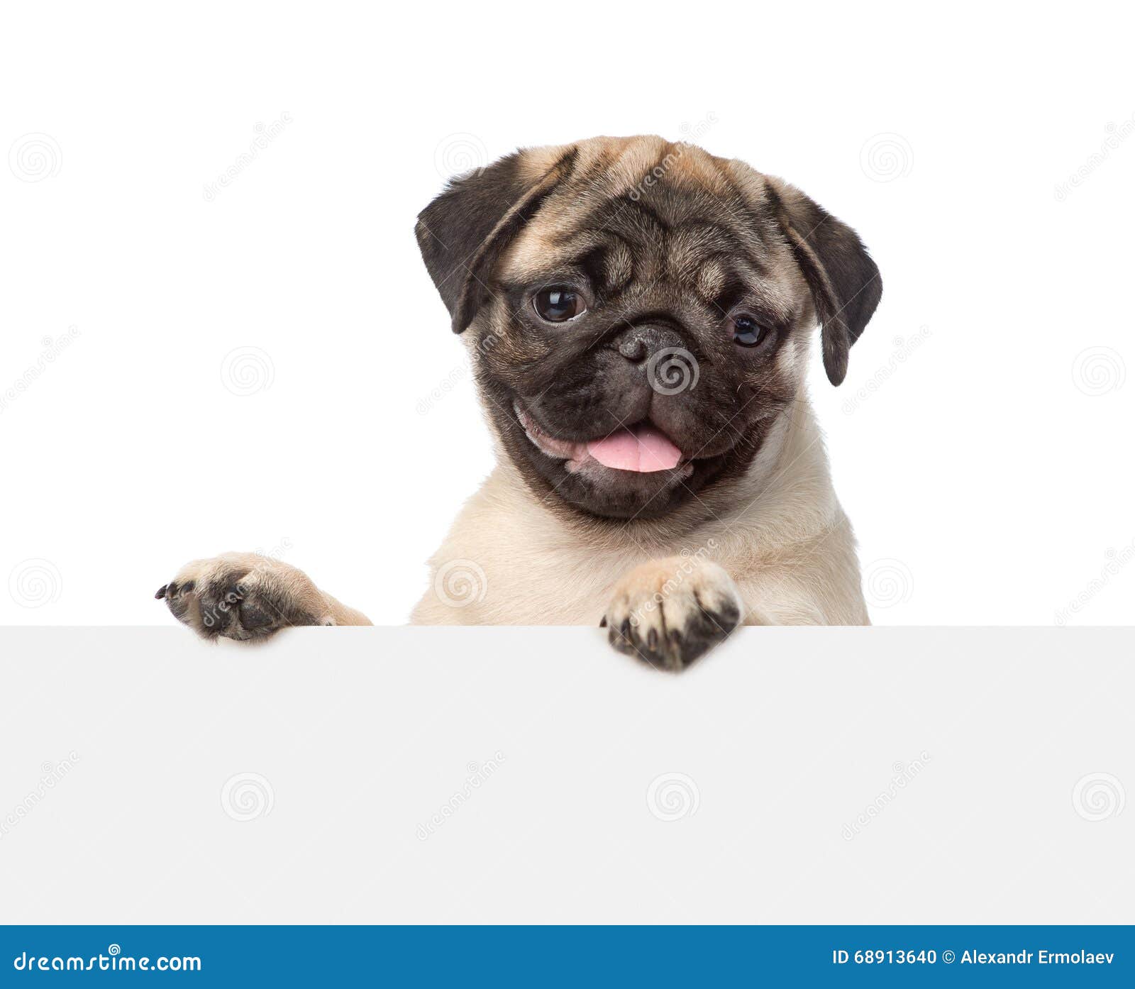Pug Puppy Looking at Camera from Behind Empty Board. Isolated Stock ...