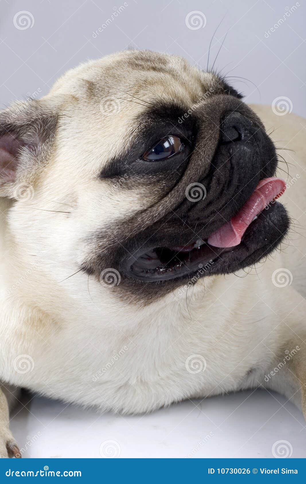 Pug puppy with mouth open stock photo. Image of collar - 10730026