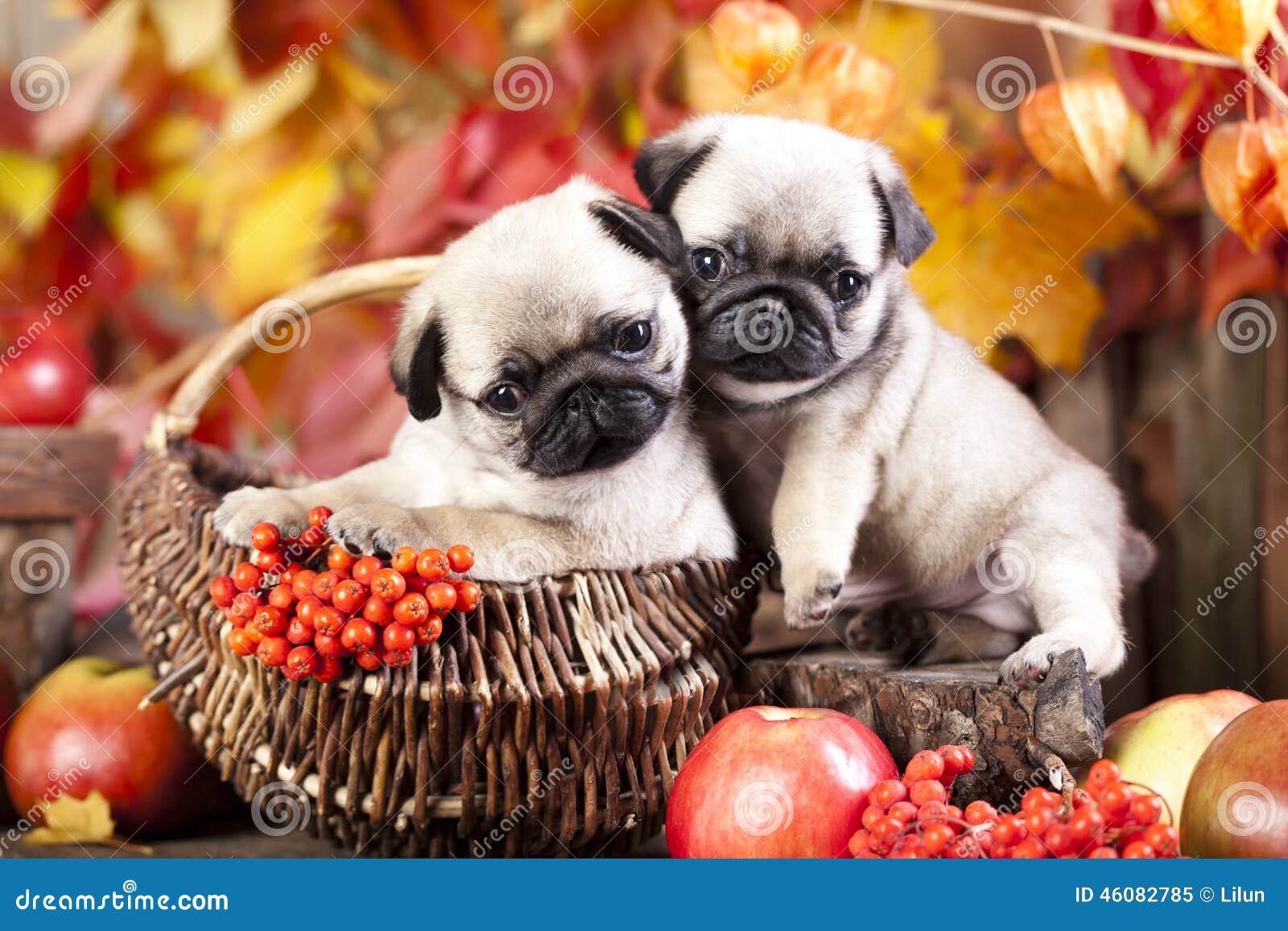 Pug puppy and red aplle stock image. Image of thread - 46082785
