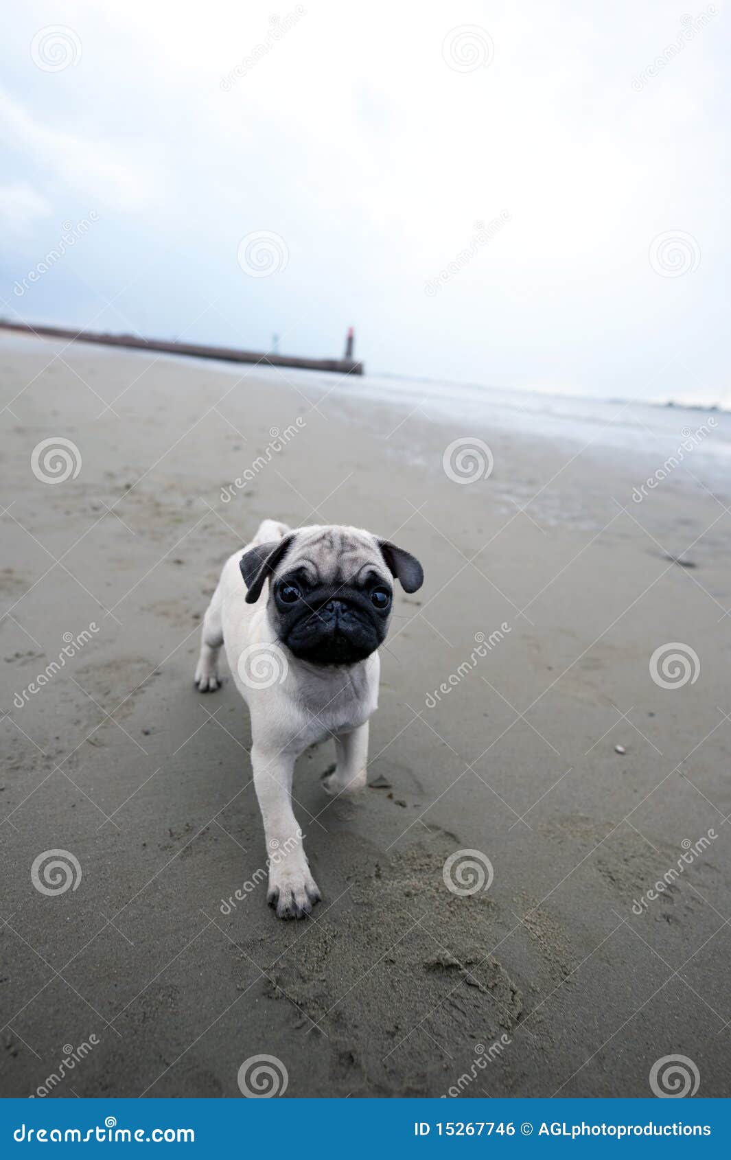 Pug puppy running on beach stock photo. Image of bull - 15267746