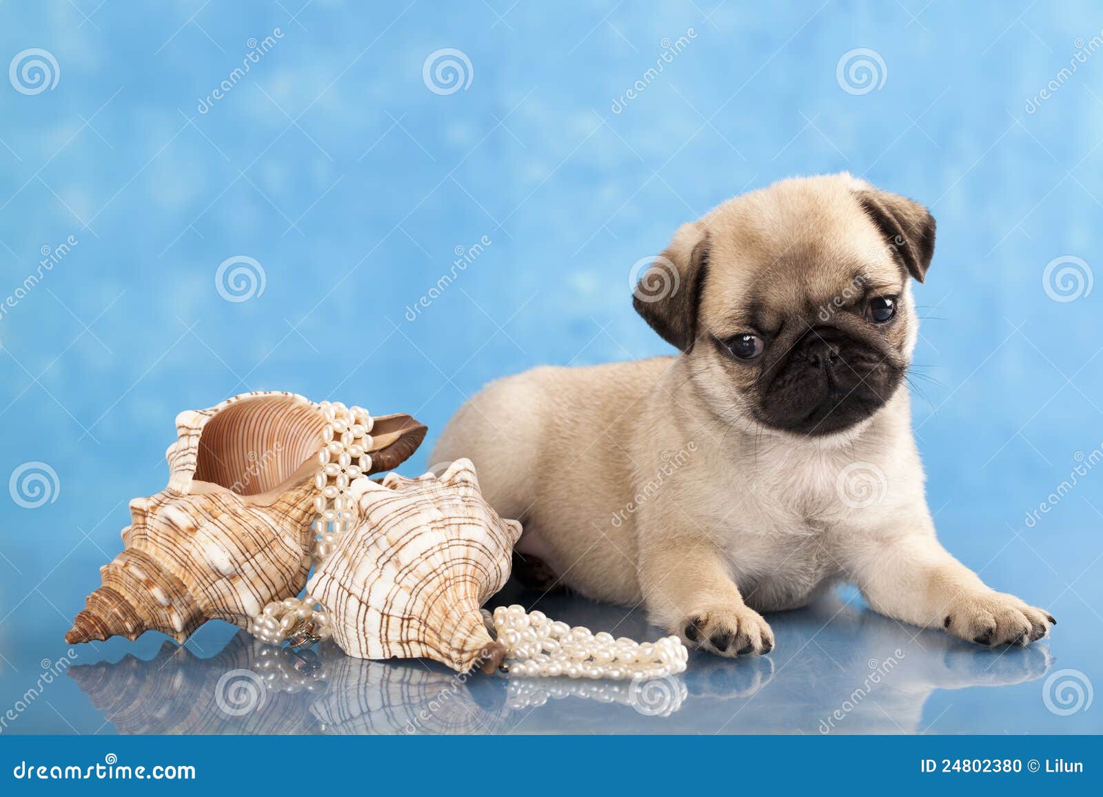 Pug puppy and sea shells stock photo. Image of studio - 24802380
