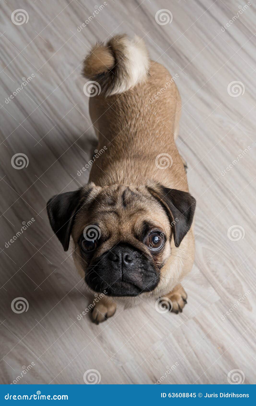 Pug Puppy Standing on the Floor Stock Image - Image of looking, pretty ...