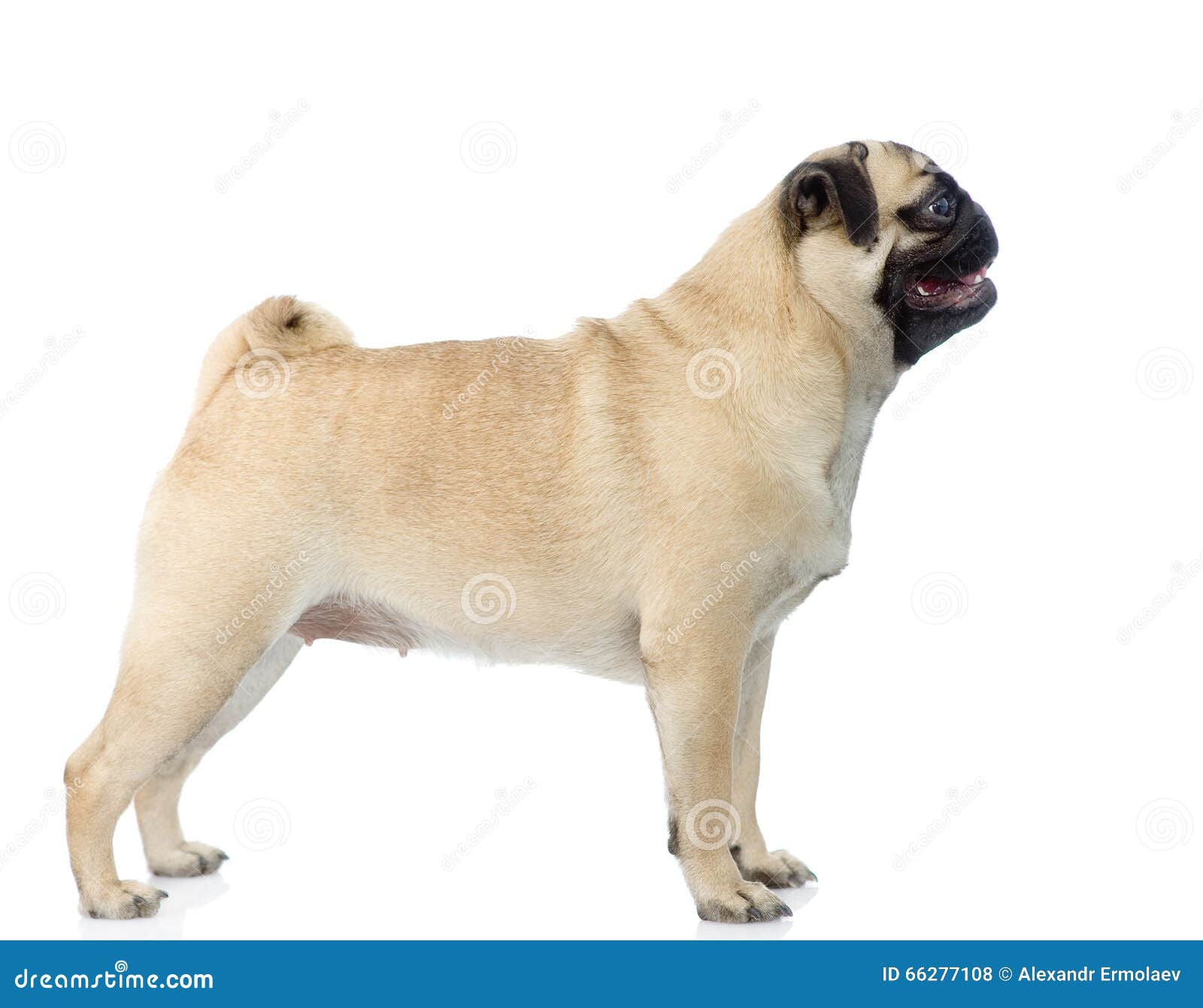 Dog Standing Profile