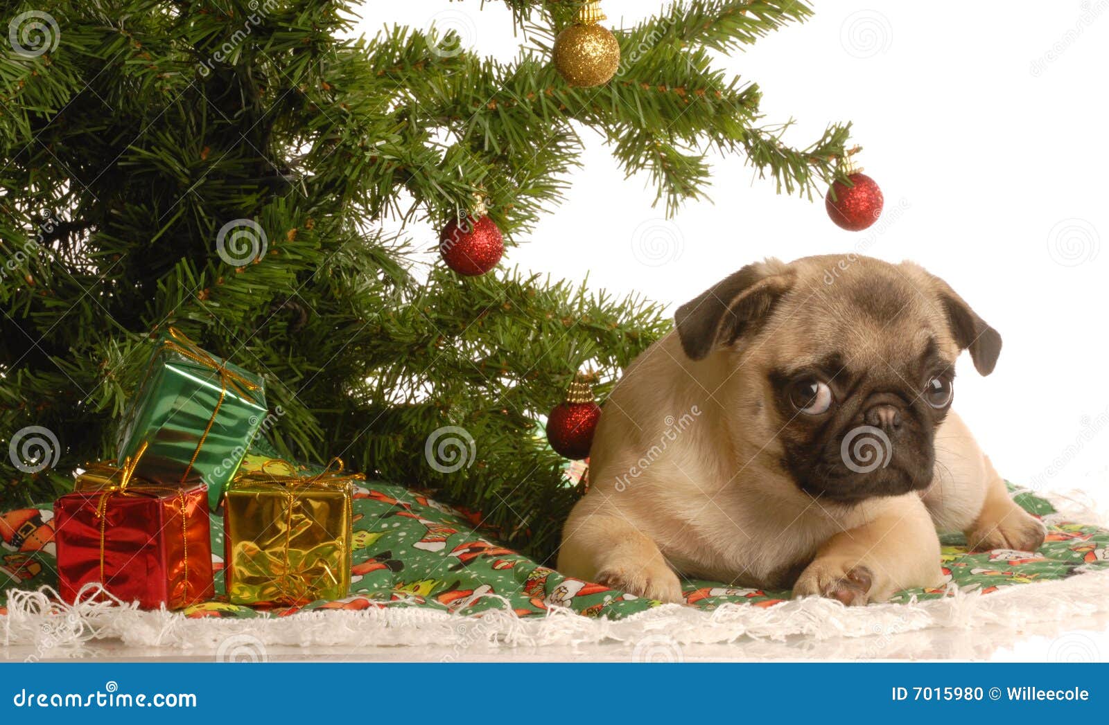 Pug Puppy Under Christmas Tree Stock Photo - Image of studio, seasonal ...