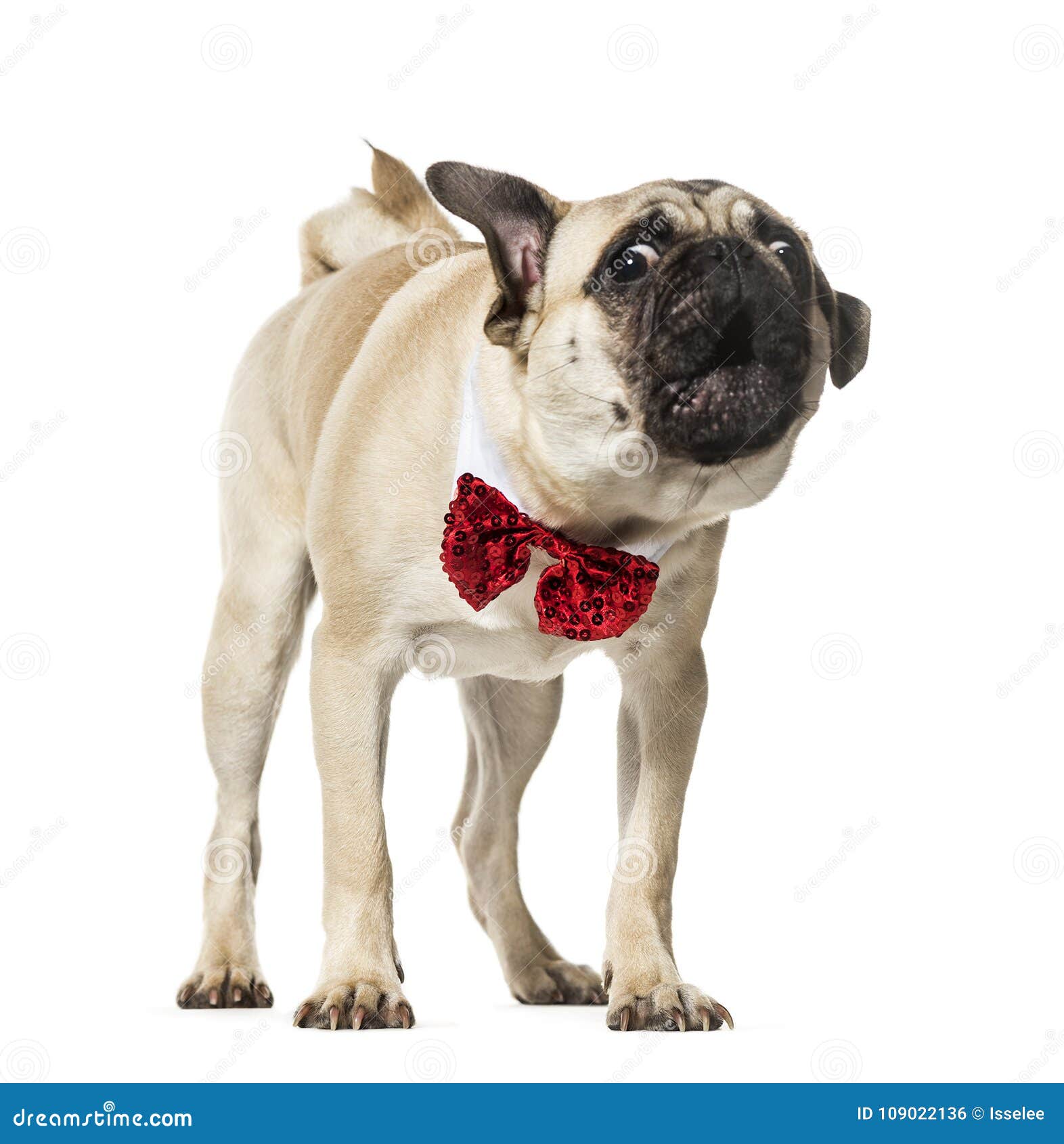 Do Pug Puppies Bark A Lot