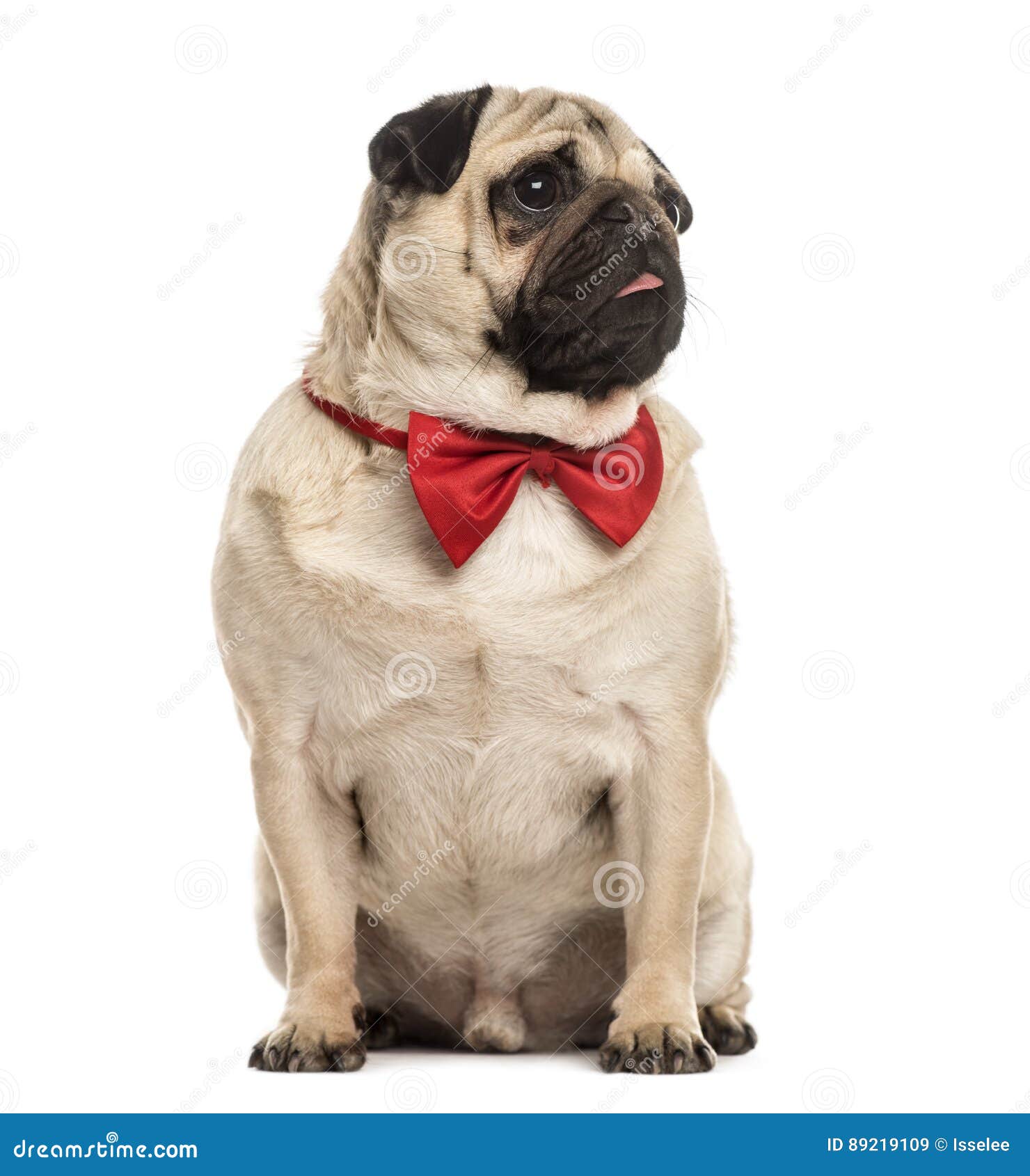 Pug with a Red Bow Tie Sitting, Isolated Stock Image - Image of studio ...