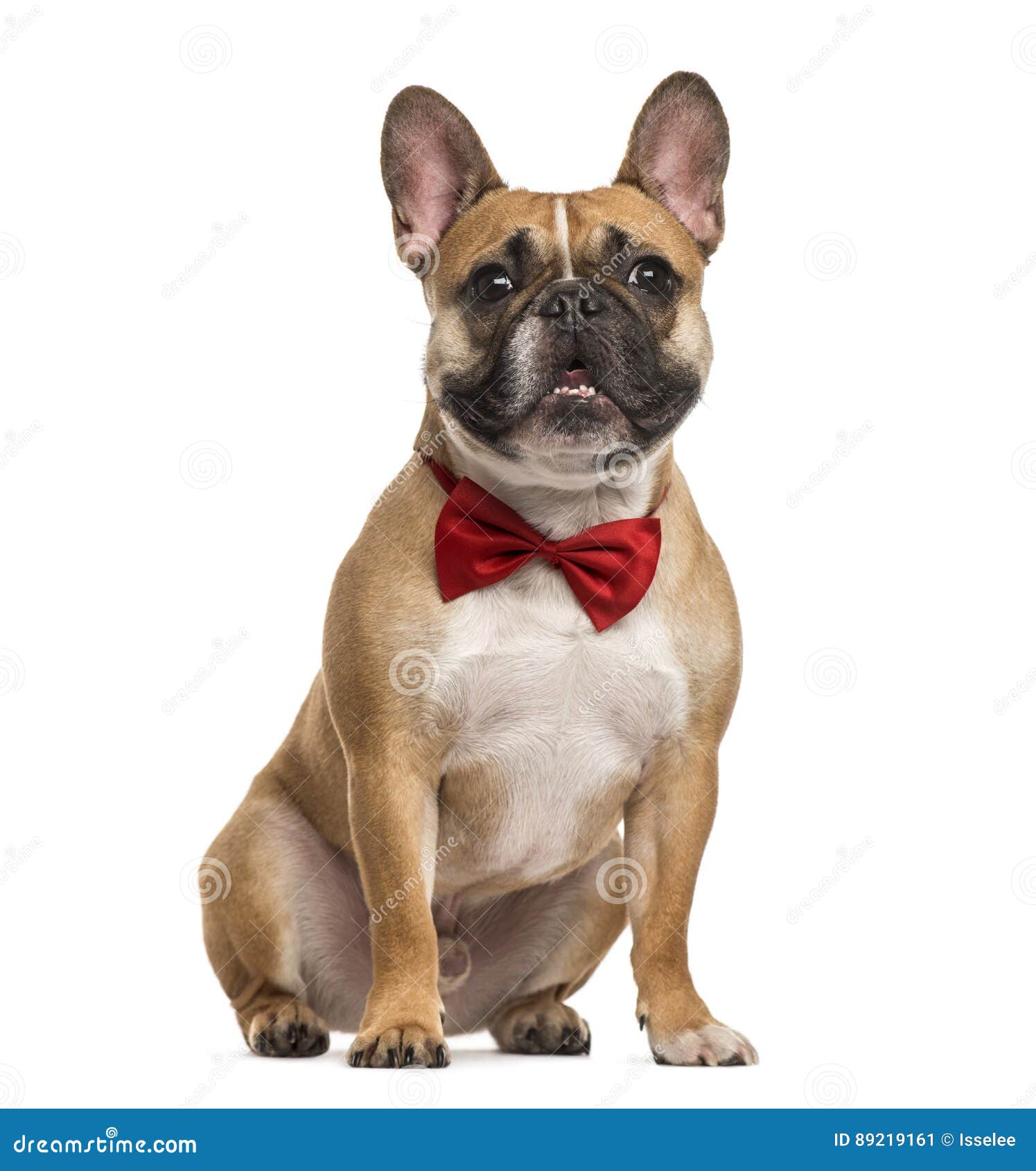 Pug with a Red Bow Tie Sitting, Isolated Stock Image - Image of shot ...