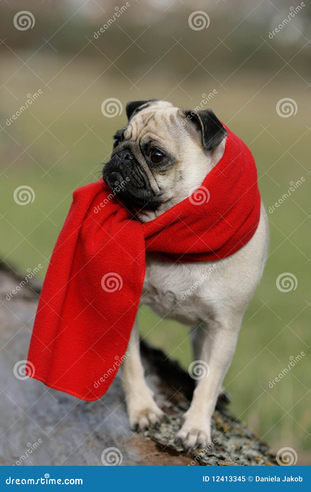 Pug with red scarf stock image. Image of white, portrait - 12413345