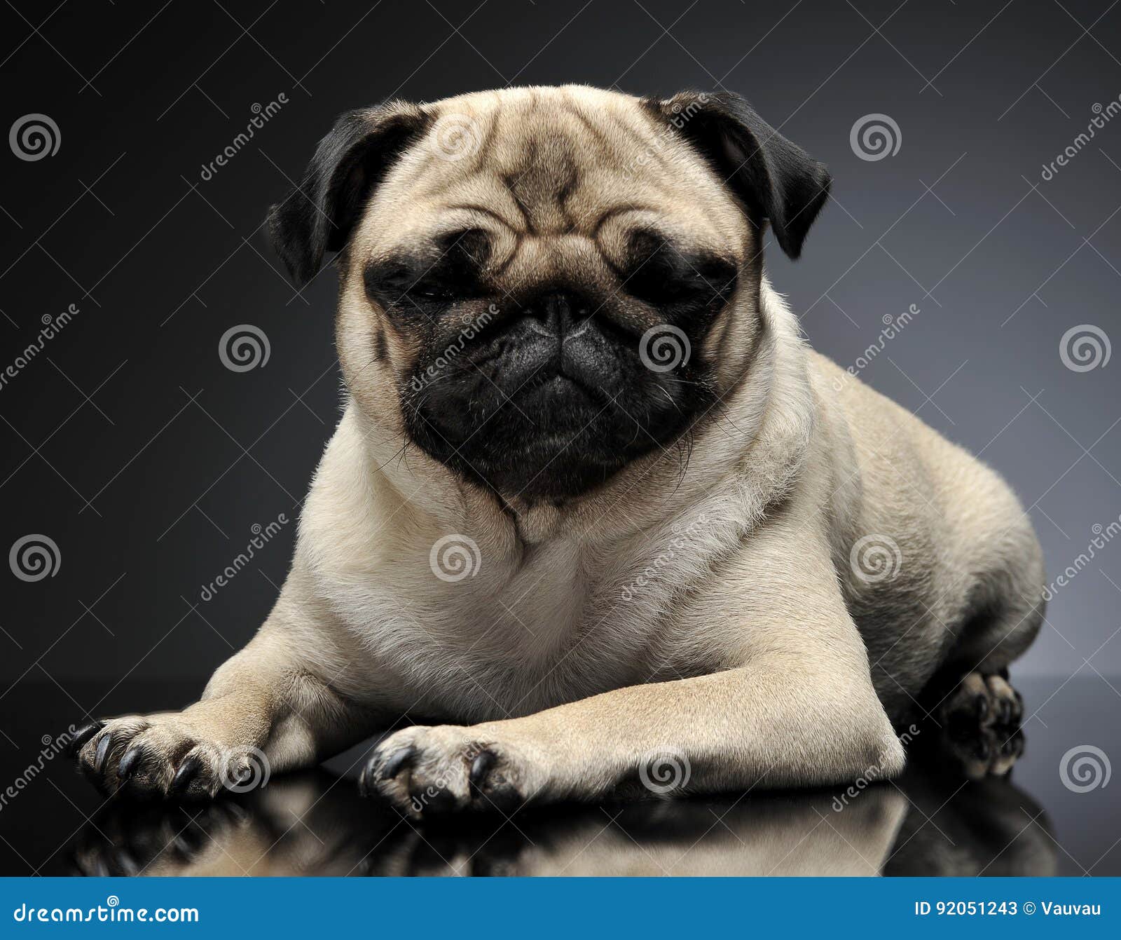 Pug Relaxing in a Grey Photo Studio Stock Image - Image of relaxing ...