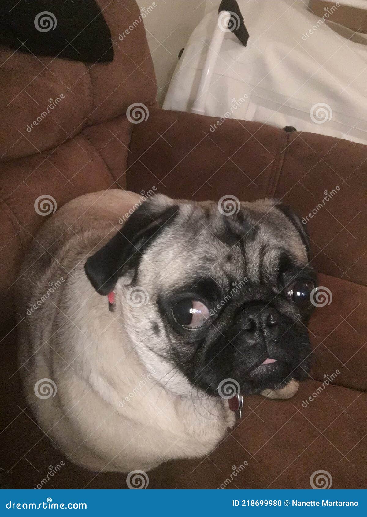 Pug at rest stock photo. Image of sleepy, puppy, funny - 218699980