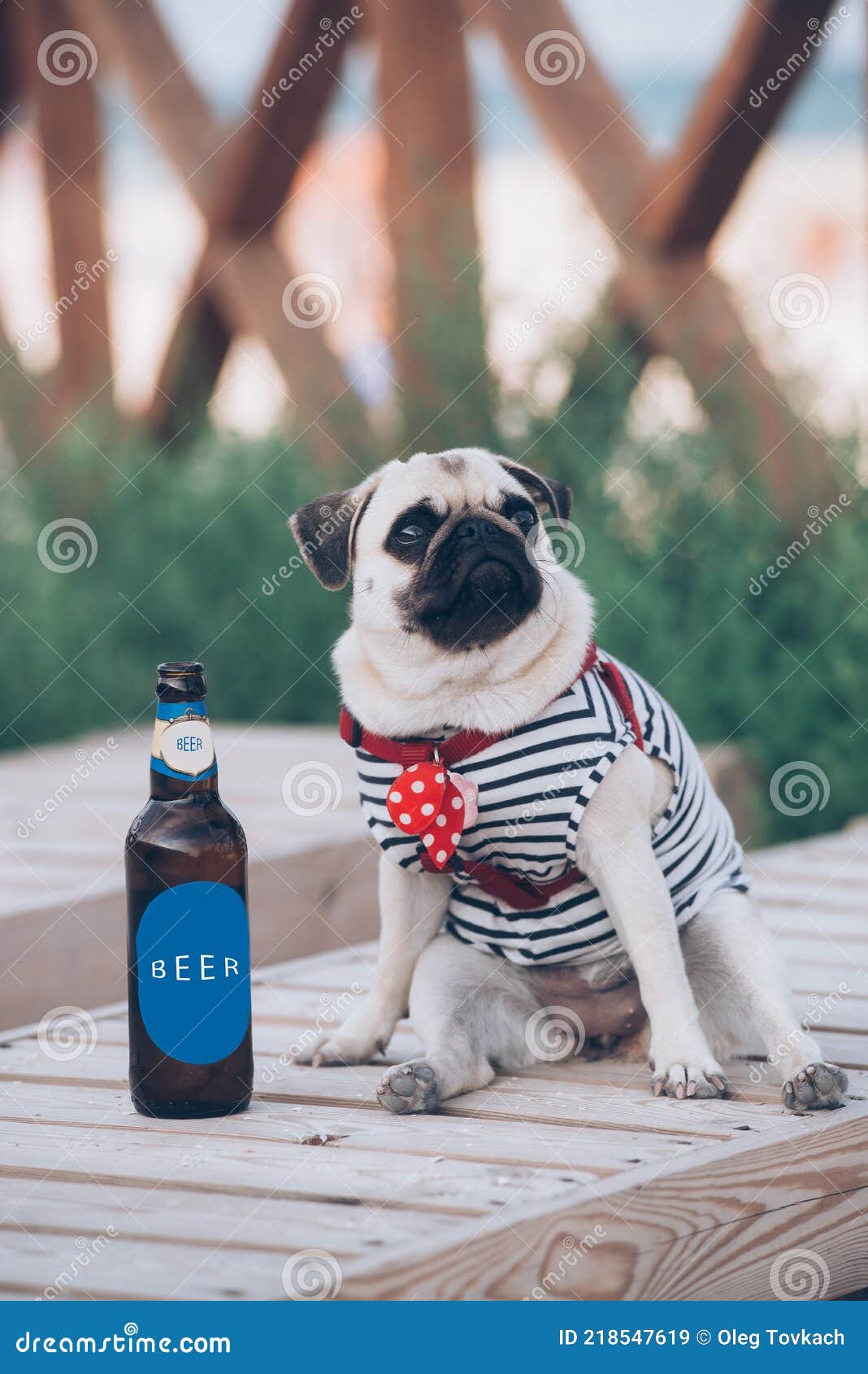 A Pug is Resting with Bottle of Beer Stock Image - Image of happy ...