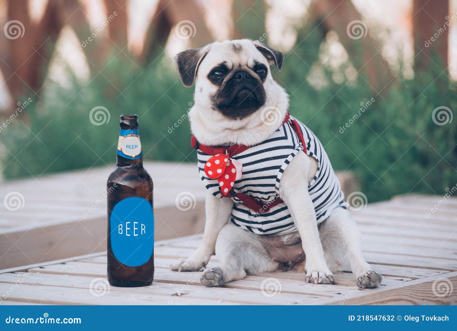A Pug is Resting with Bottle of Beer Stock Photo - Image of concept ...