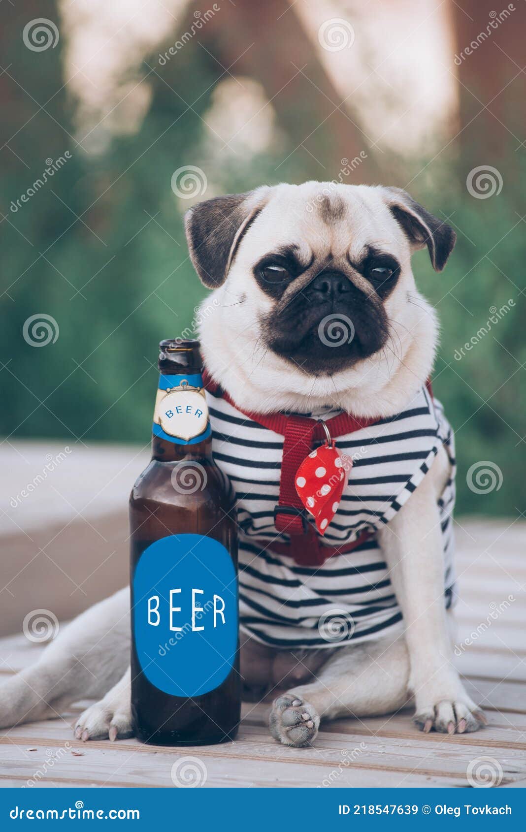 A Pug is Resting with Bottle of Beer Stock Image - Image of summer ...