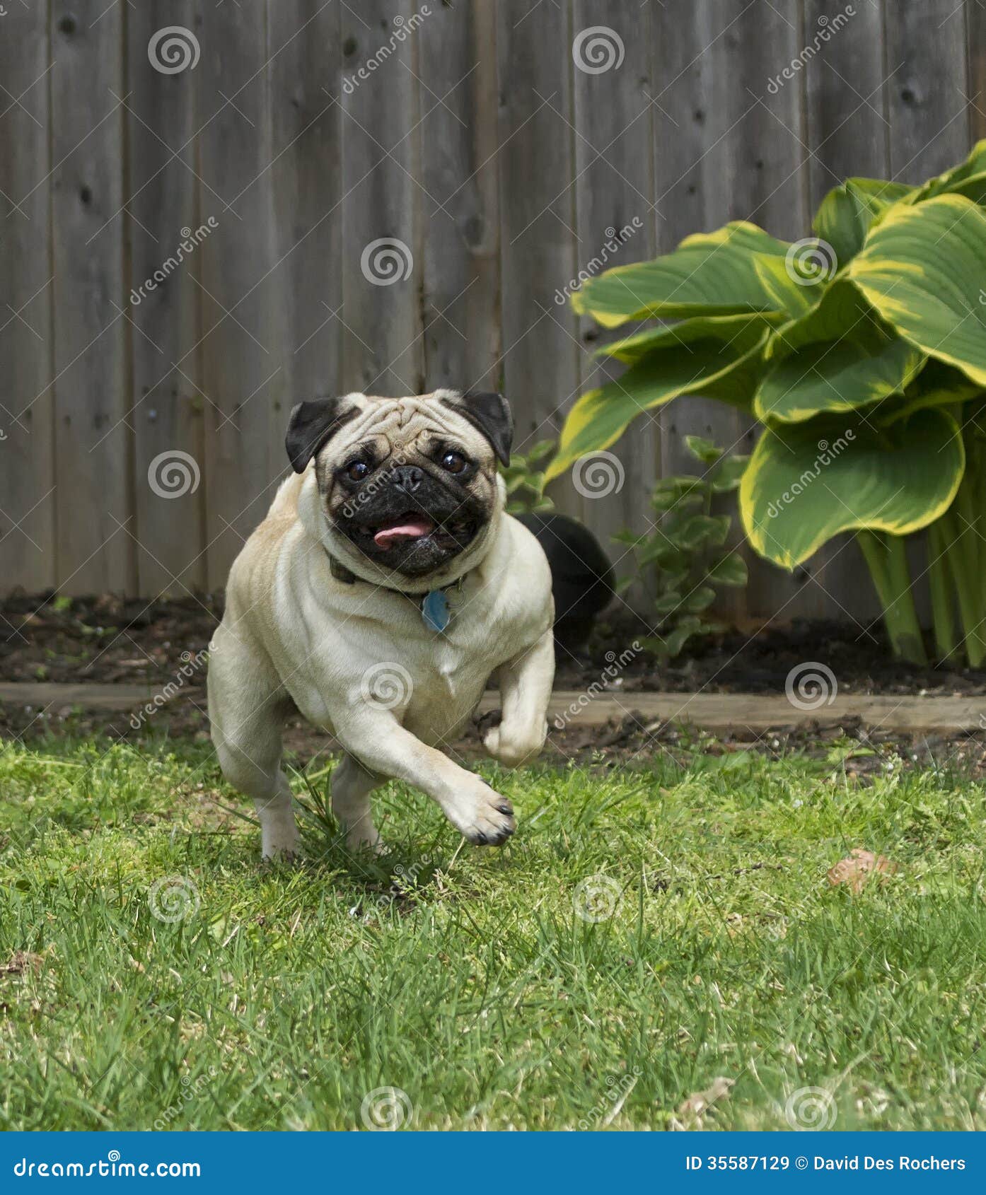 Pug running imagem de stock. Imagem de brinquedo, funcionar - 35587129