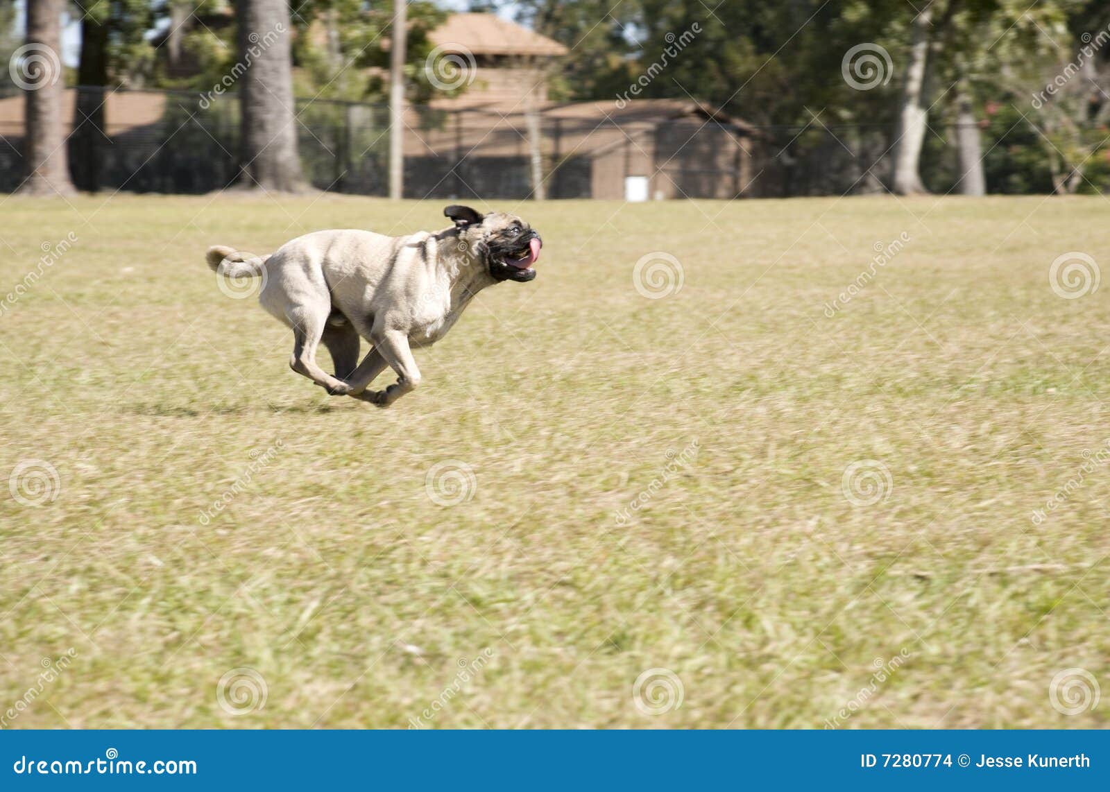 Pug Running at Dog Park stock photo. Image of grass, park - 7280774