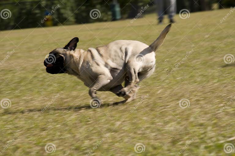 Pug Running at Dog Park stock photo. Image of grass, trees - 7280880