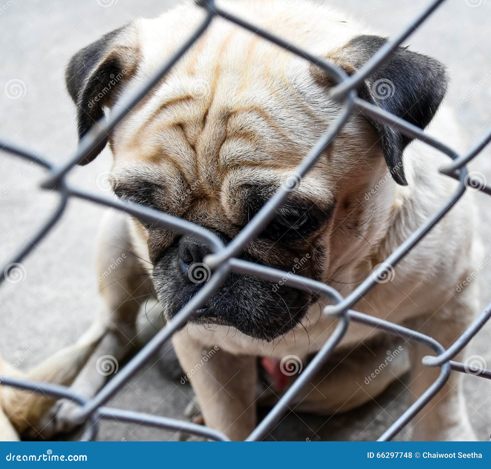 Pug sad behind cage stock photo. Image of animal, cage - 66297748