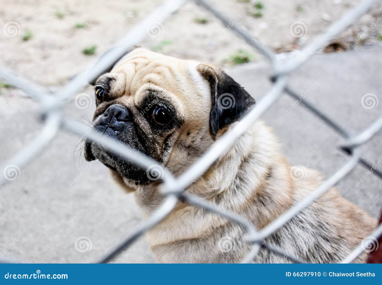 Pug sad behind cage stock photo. Image of puppy, animal - 66297910