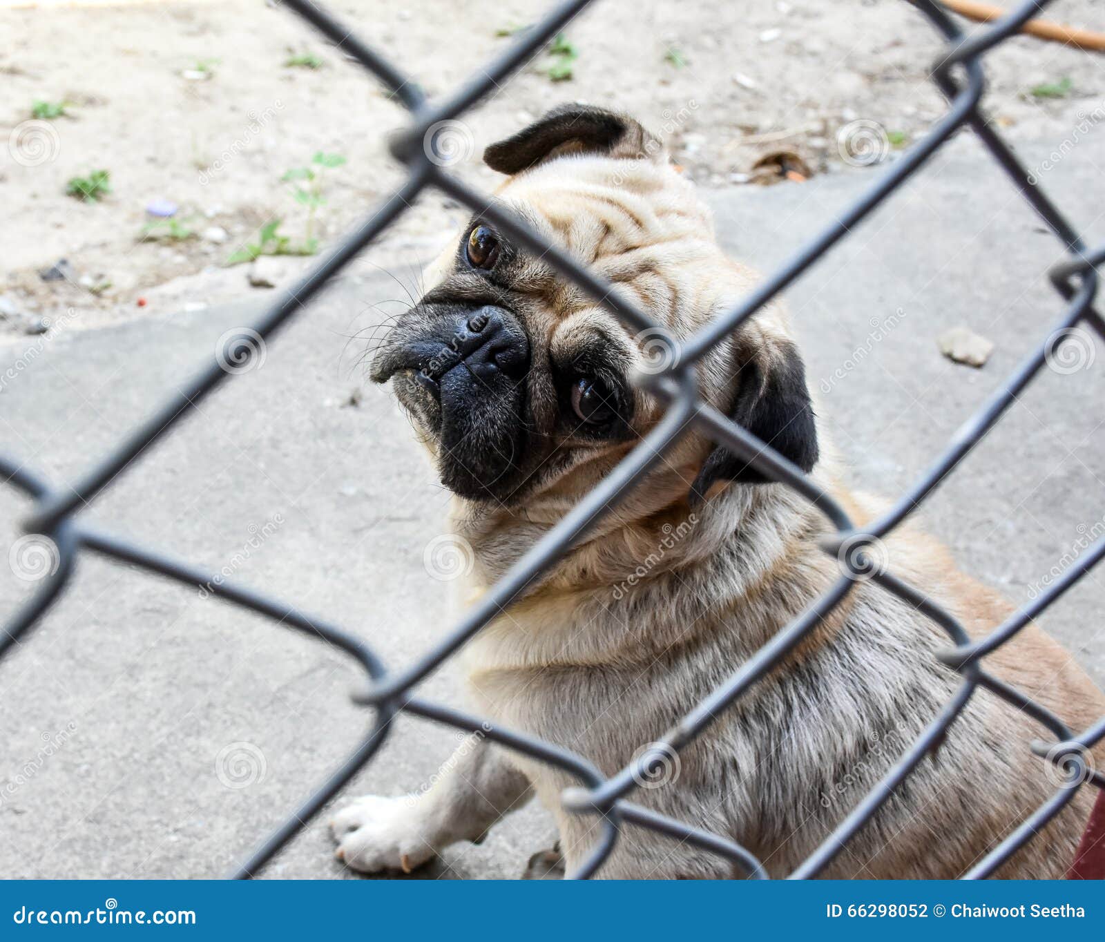 Pug sad behind cage stock photo. Image of looking, cage - 66298052