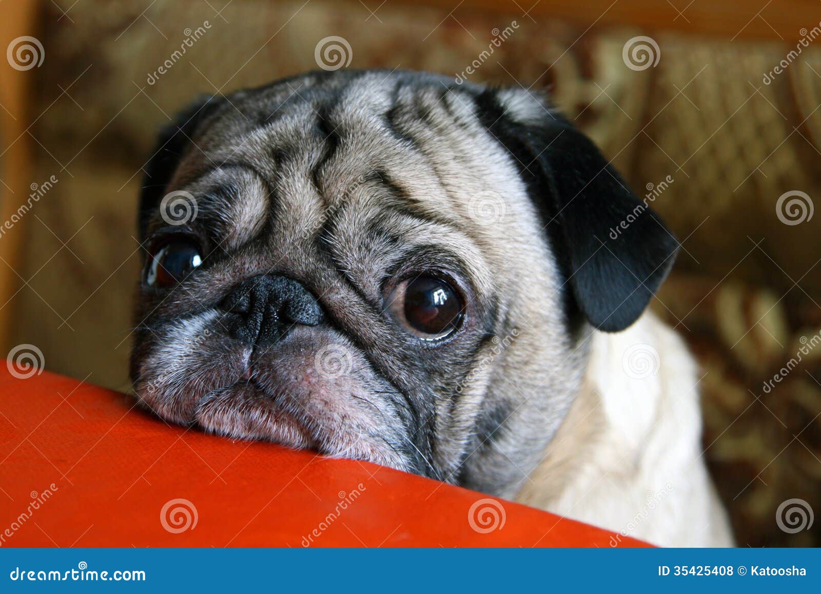 Pug with sad eyes stock photo. Image of lying, beige - 35425408