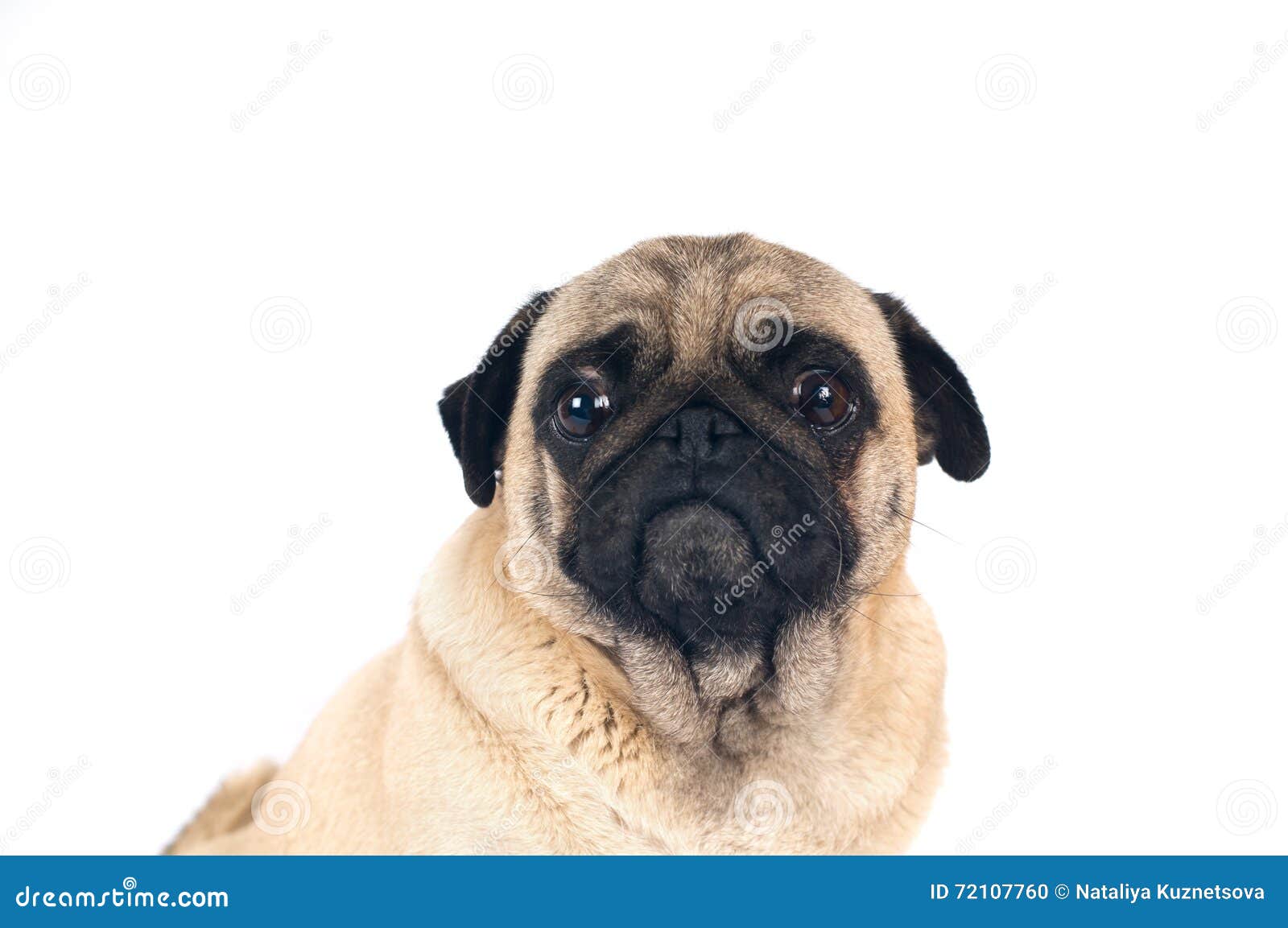 Pug Sandy Color Portrait Isolated on White Stock Photo - Image of ...