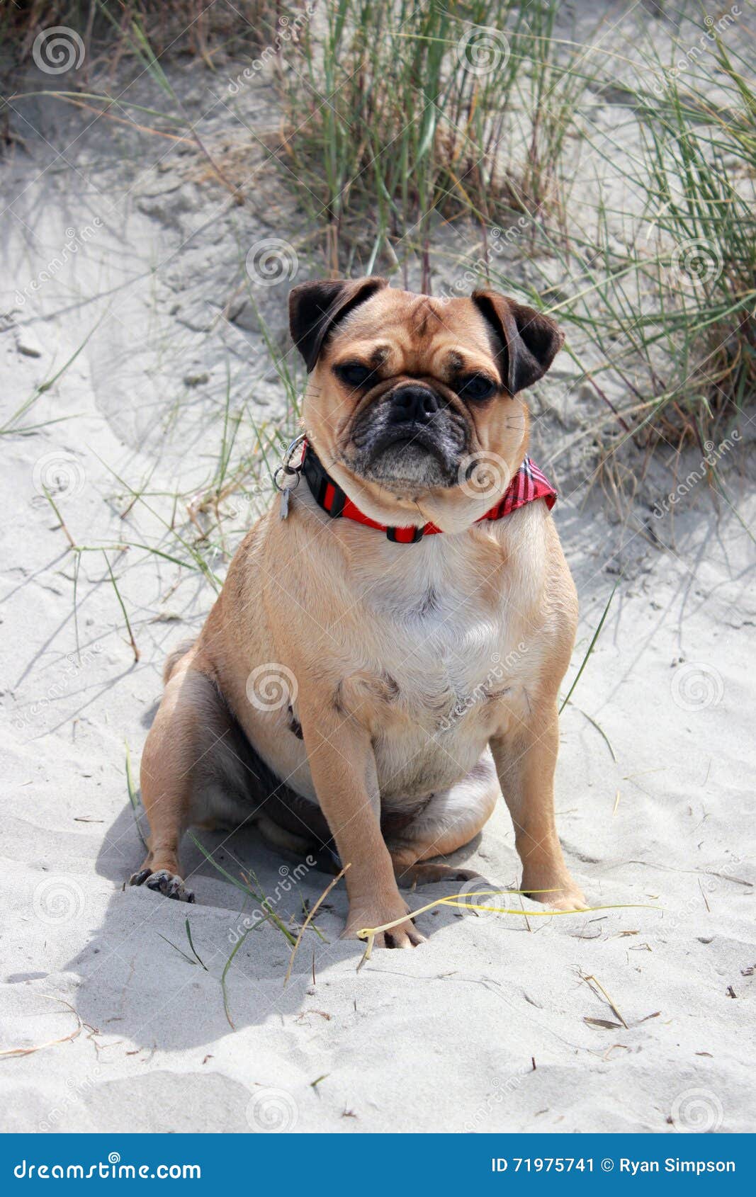 Pug Sat on a English Beach Portrait Stock Image - Image of collar ...