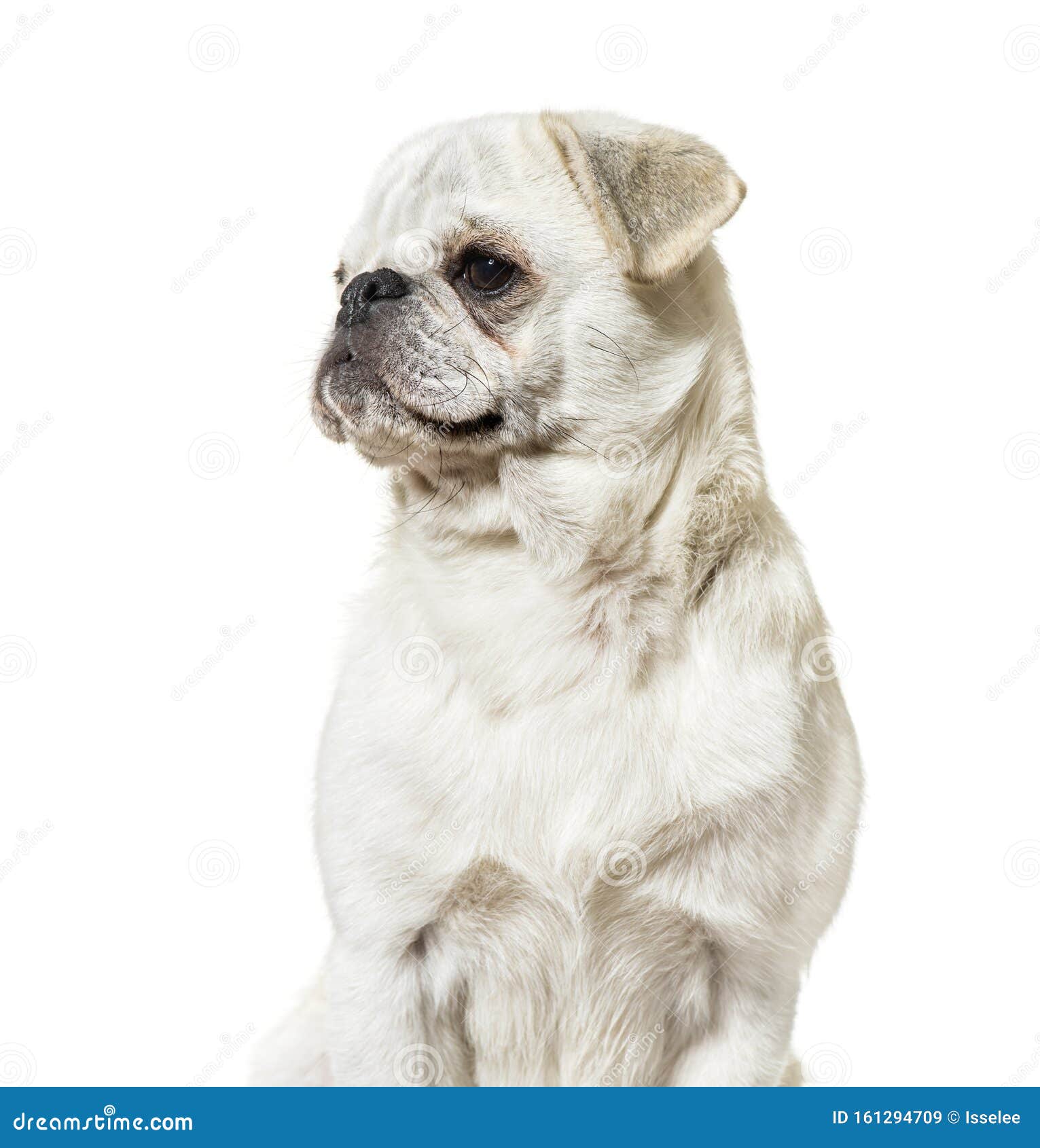 Pug Sentado Sobre Fondo Blanco Imagen de archivo - Imagen de color ...