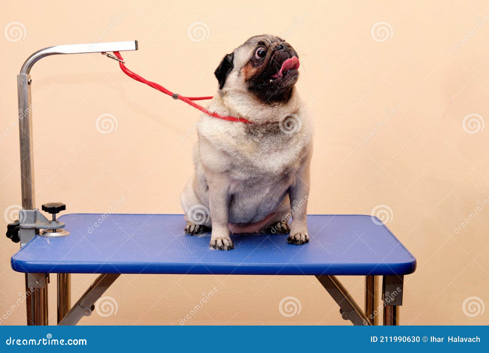 The Pug Sits on a Table in the Clinic with a Leash for Fixing on the ...