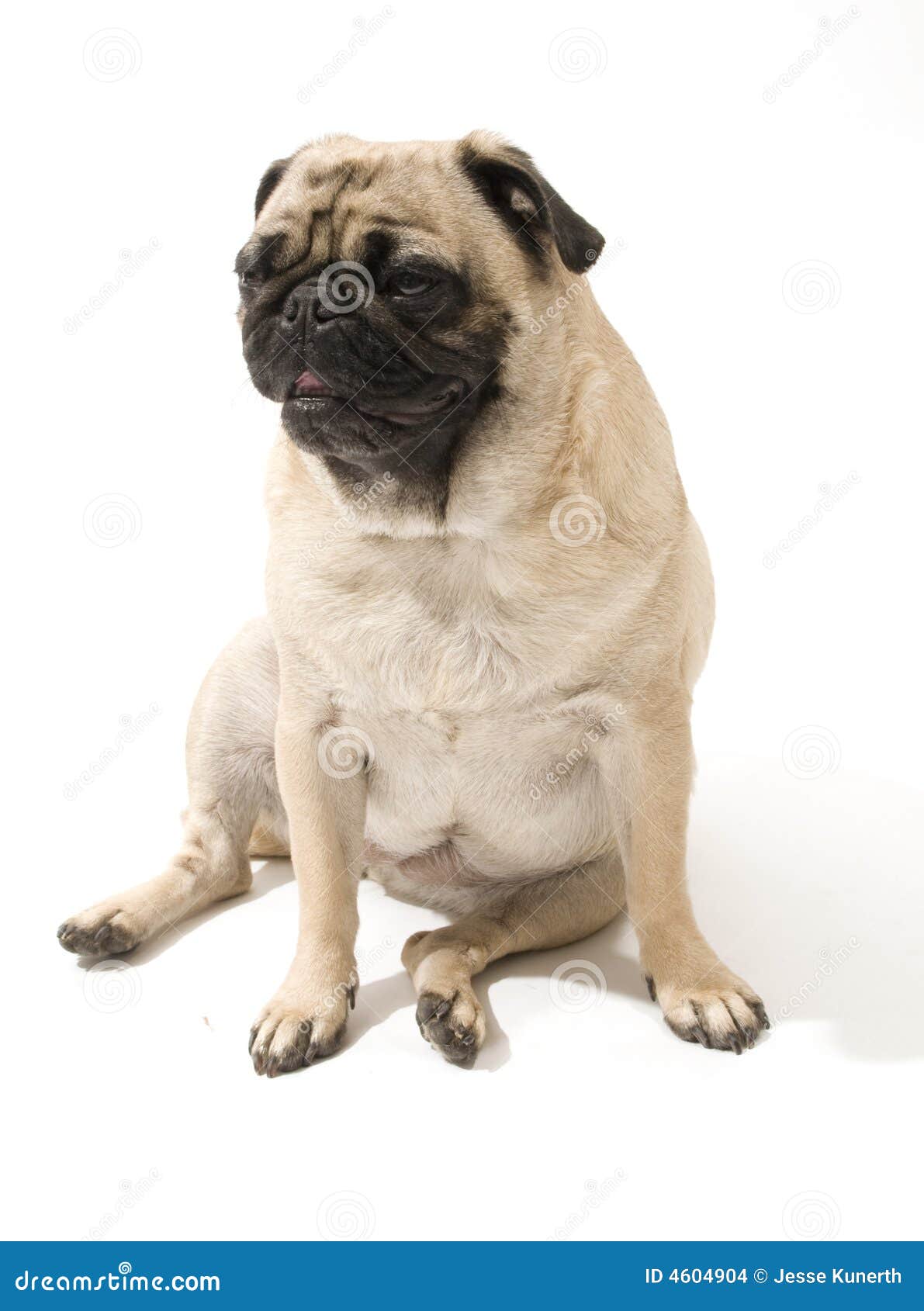 Pug Sitting Cute Stock Photos - Download 5,809 Royalty Free Photos