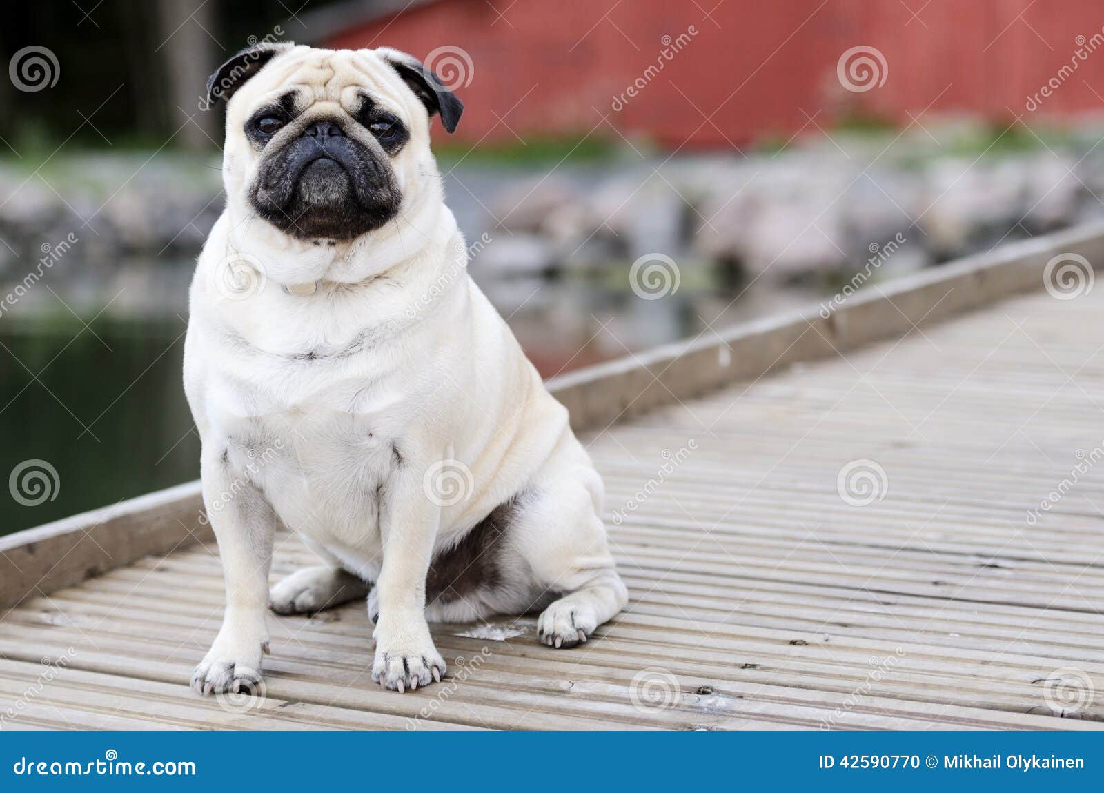 Pug Sitting in Front Outdoors Stock Photo - Image of mammals ...