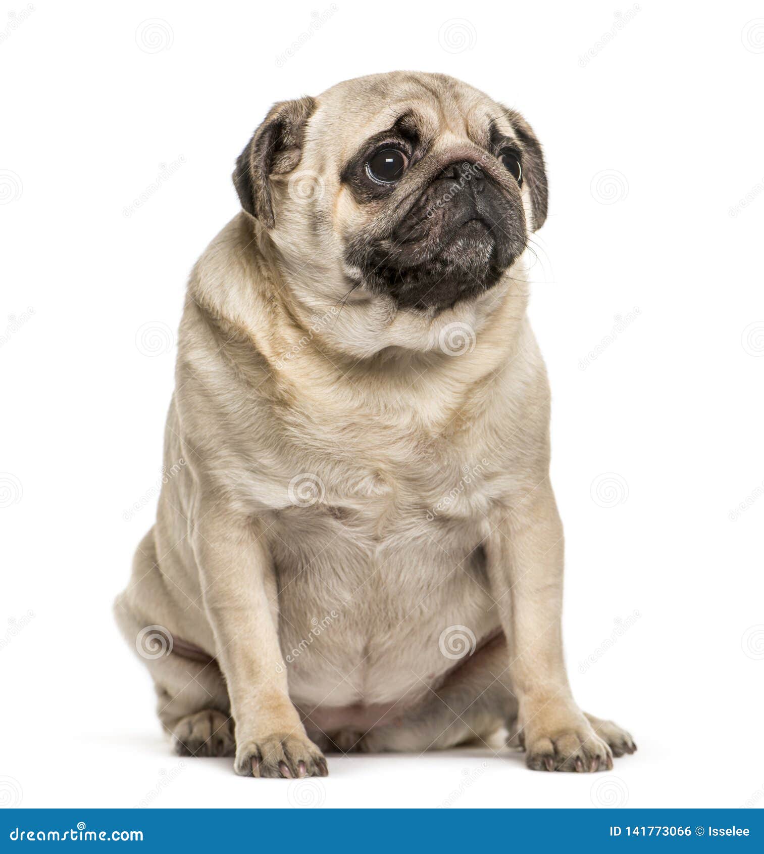Pug Sitting in Front of White Background Stock Photo - Image of ...