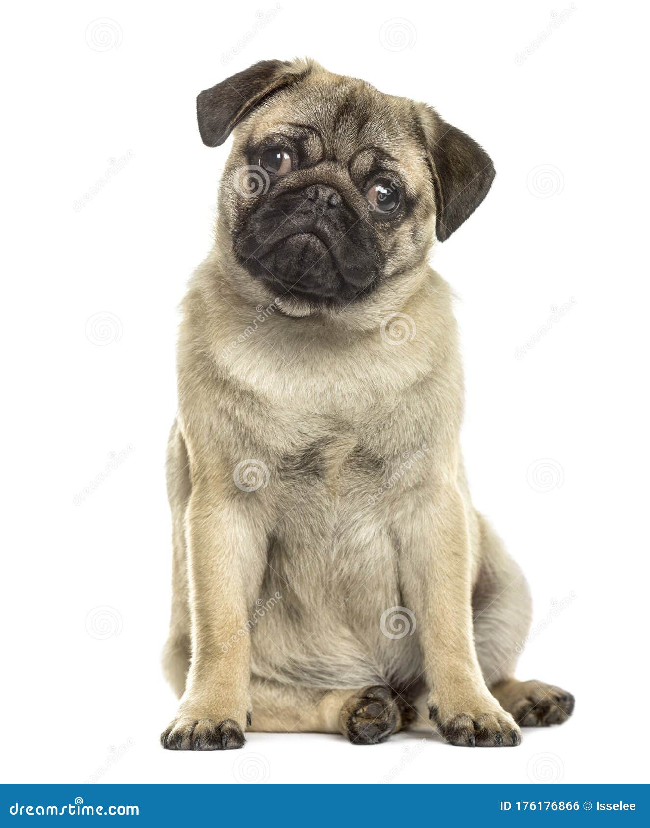 Pug sitting, isolated stock photo. Image of background - 176176866