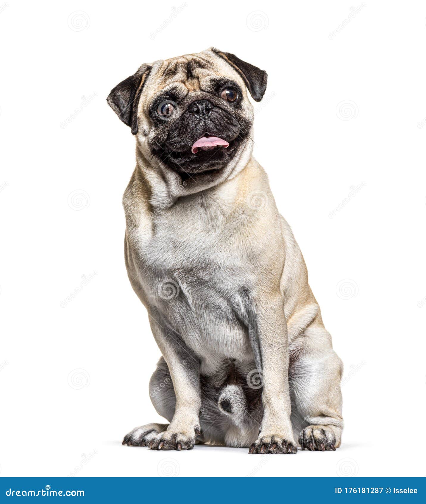 Pug sitting, isolated stock image. Image of open, studio - 176181287