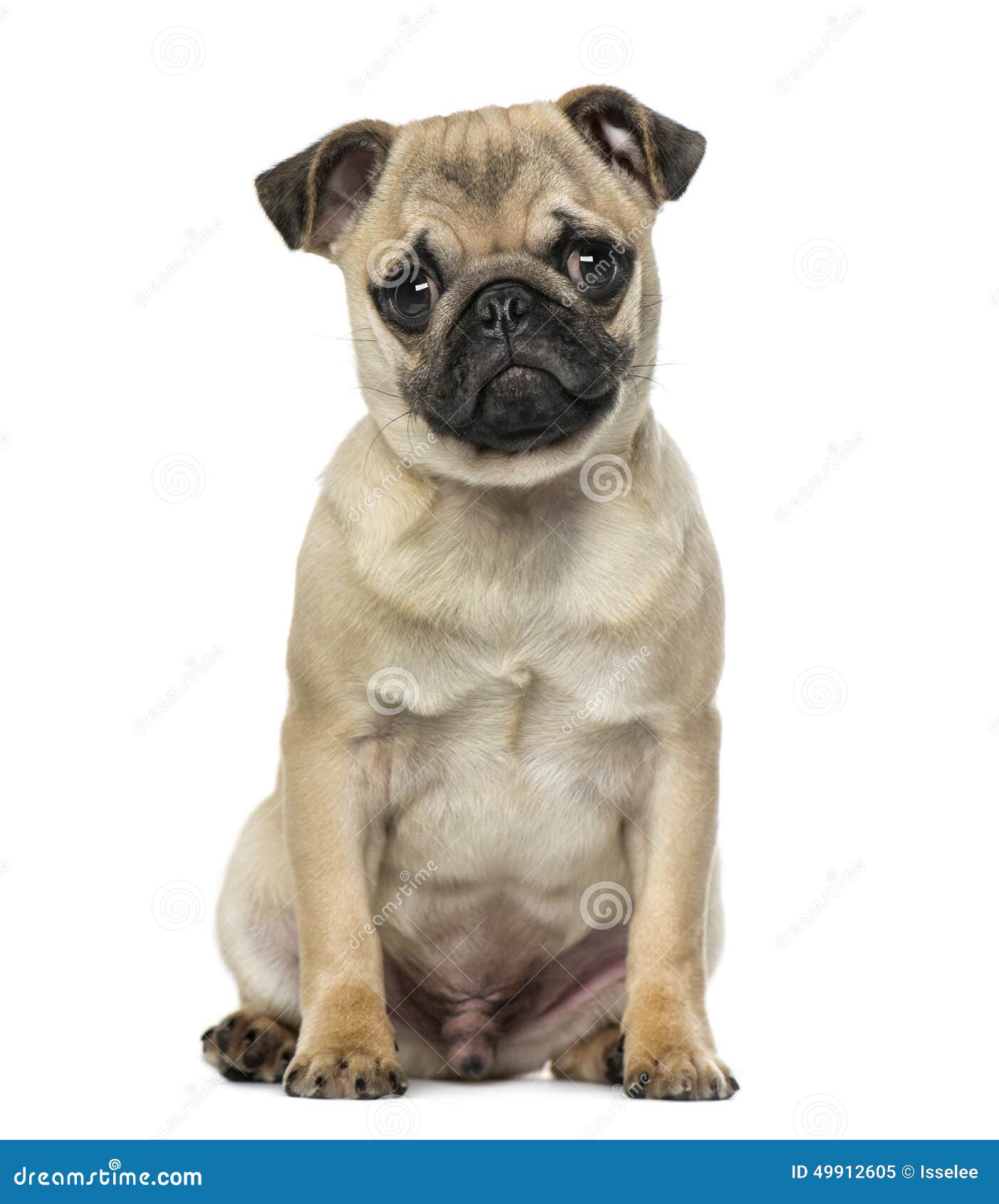 Pug stock image. Image of beige, people, view, front - 49912605