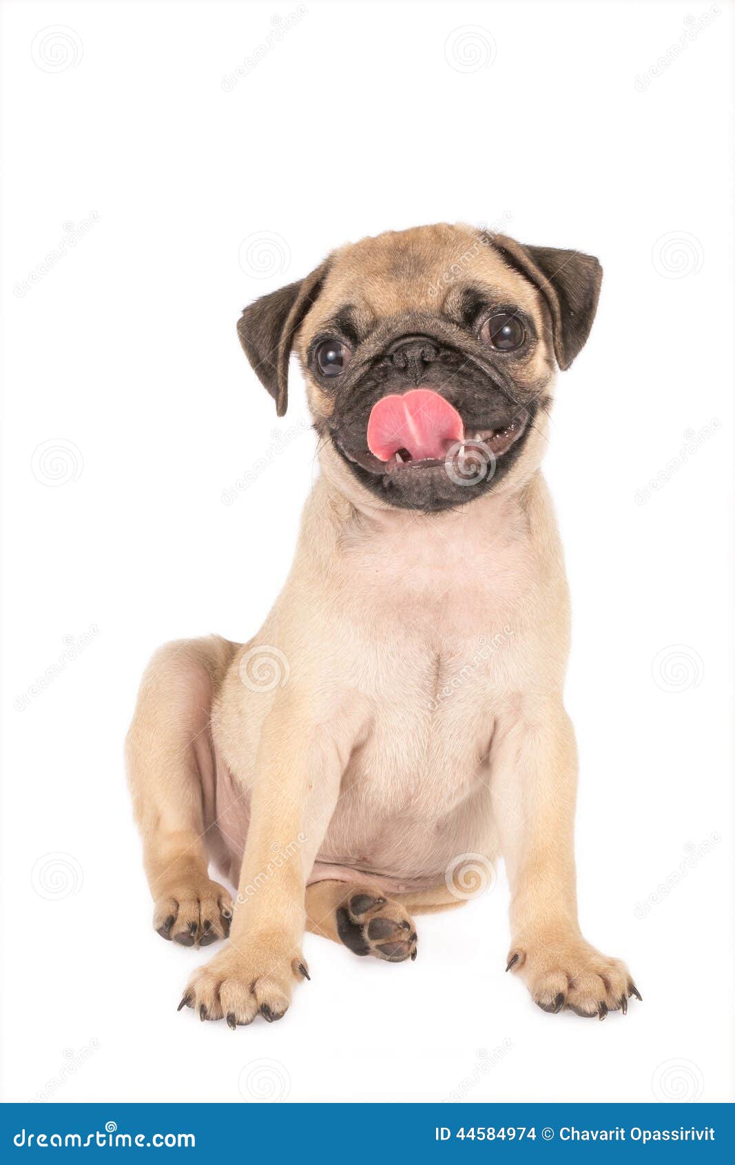 Pug sitting stock photo. Image of background, mammal - 44584974