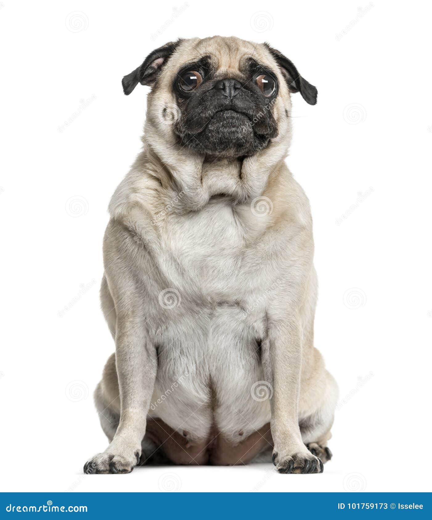 Pug sitting, stock image. Image of shot, people, carnivore - 101759173