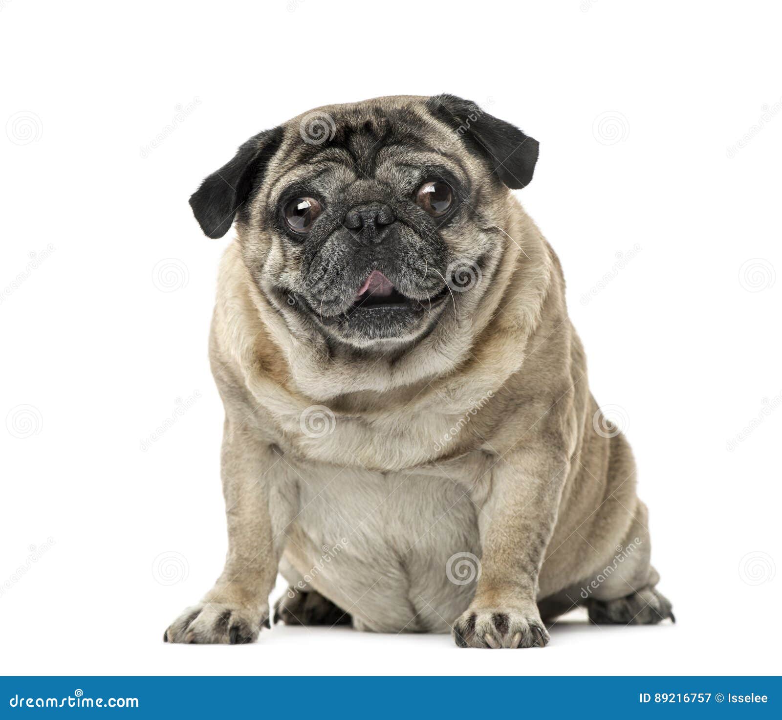 Pug Sitting, 7 Years Old , Isolated Stock Image - Image of purebred ...