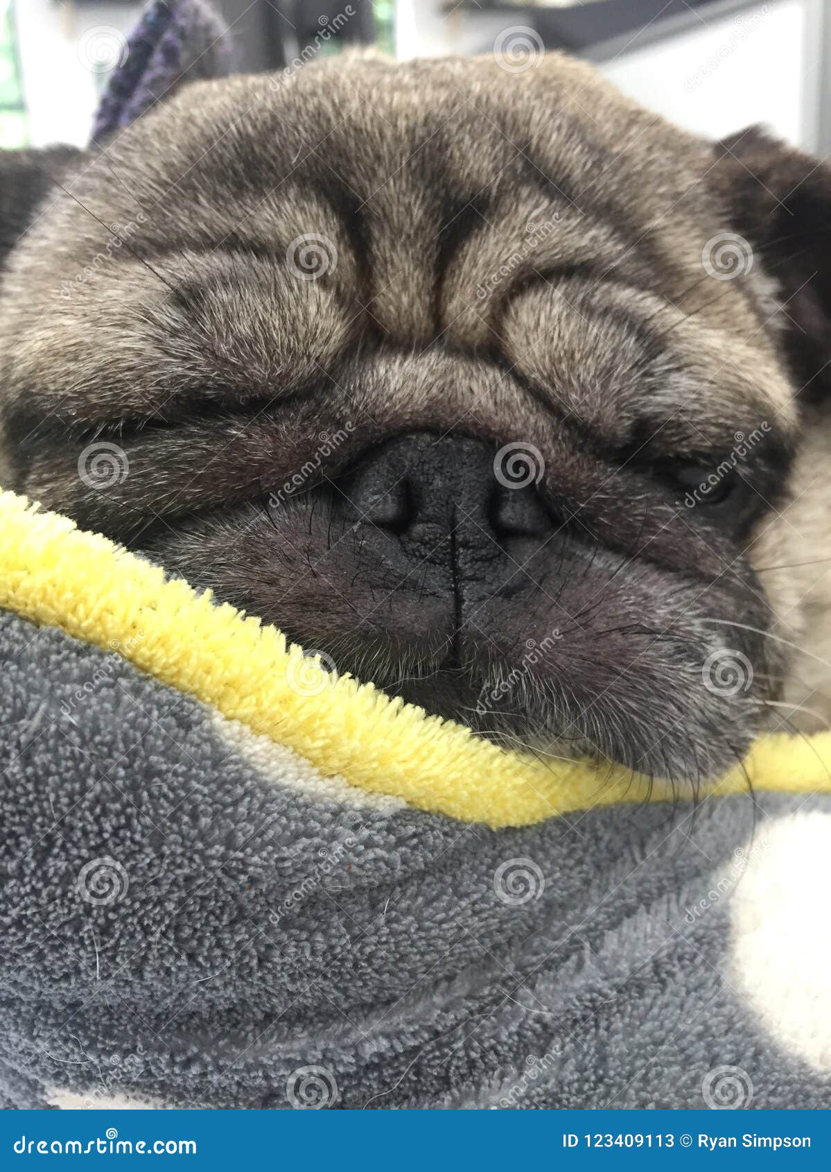 Pug Sleeping Close Up Looking Snug Stock Image - Image of canine, smile ...